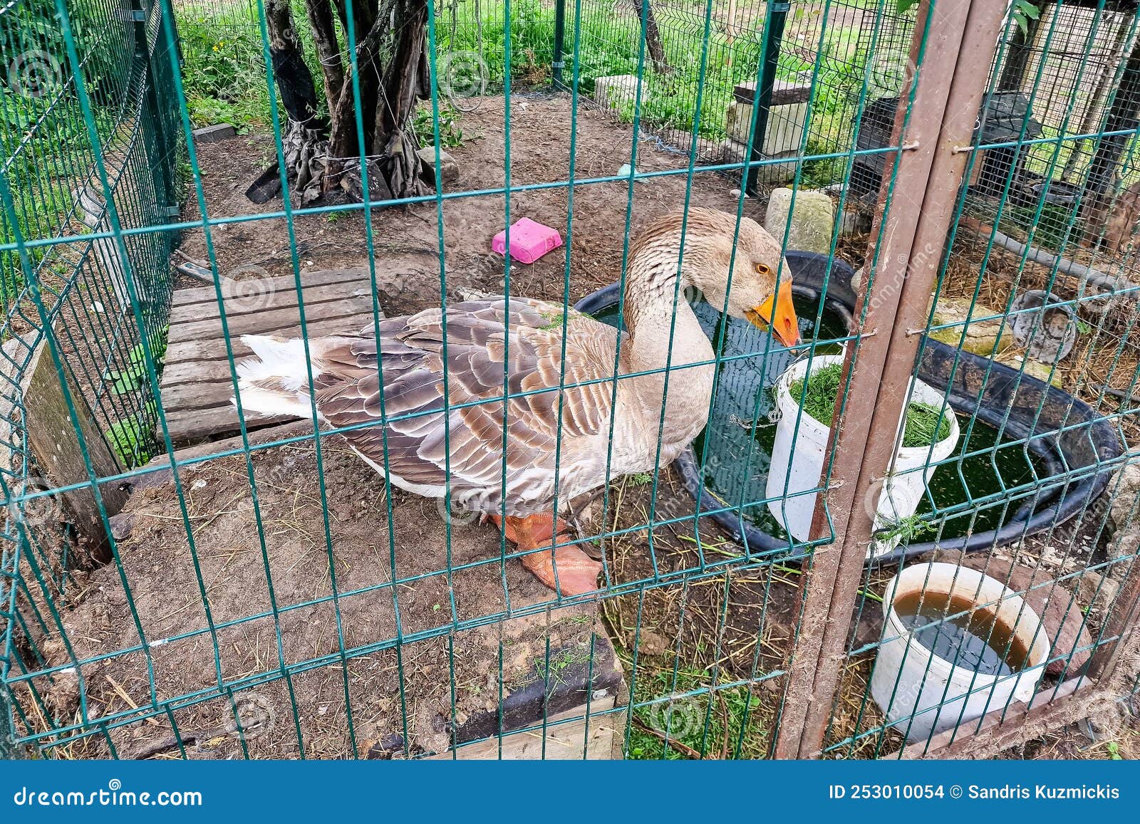 A Brown Goose in an Enclosure Stock Photo - Image of nature, pattern ...