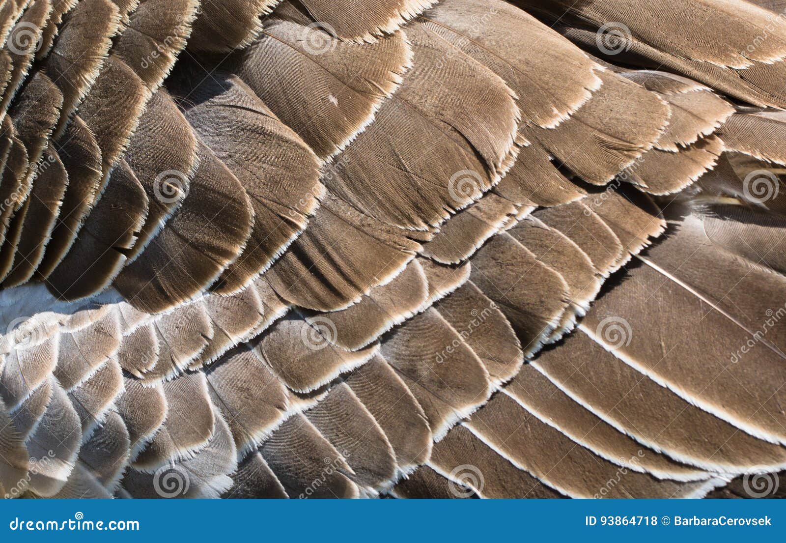 Brown Goose Feathers Texture Motif Pattern Stock Photo - Image of macro ...
