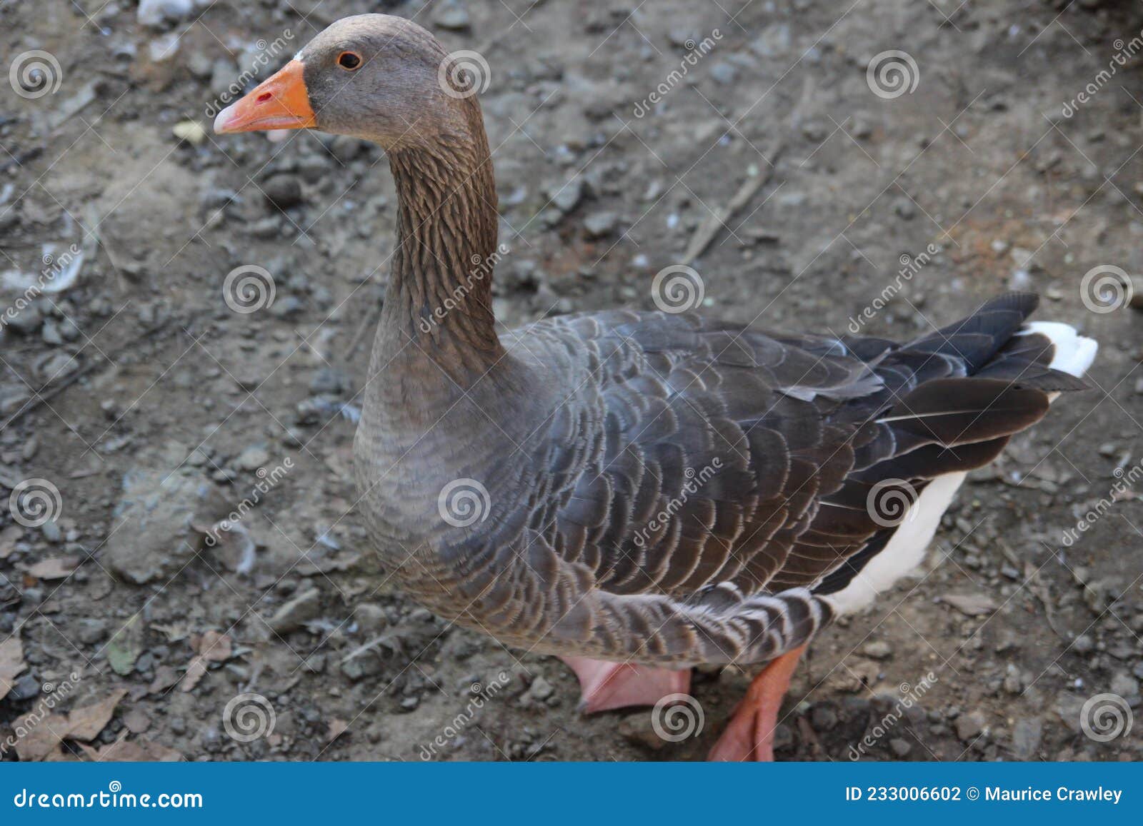 Brown Goose with Orange Beak and Bill Stock Photo - Image of bird ...