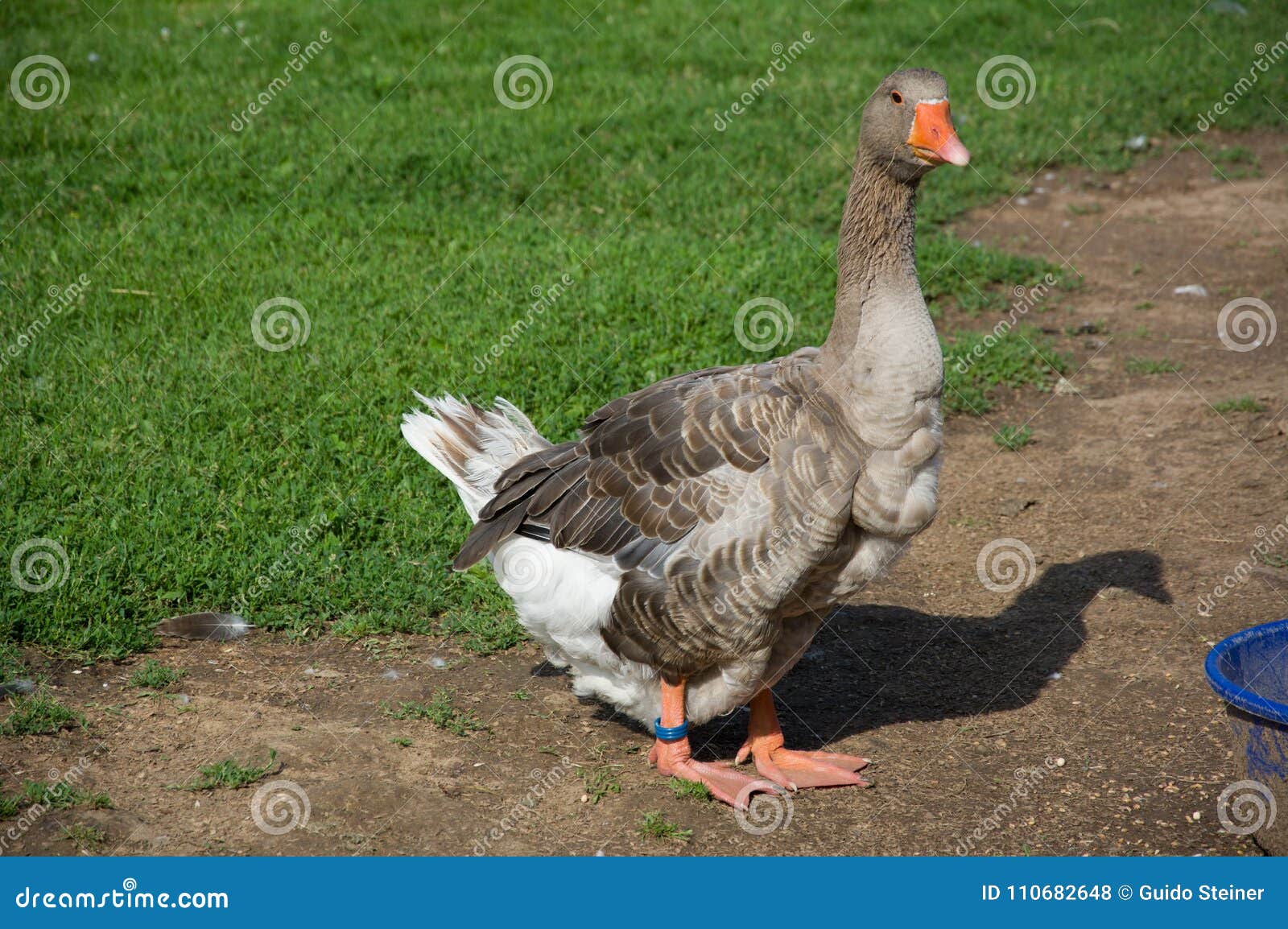 202 Goose Smiling Photos - Free & Royalty-Free Stock Photos from Dreamstime
