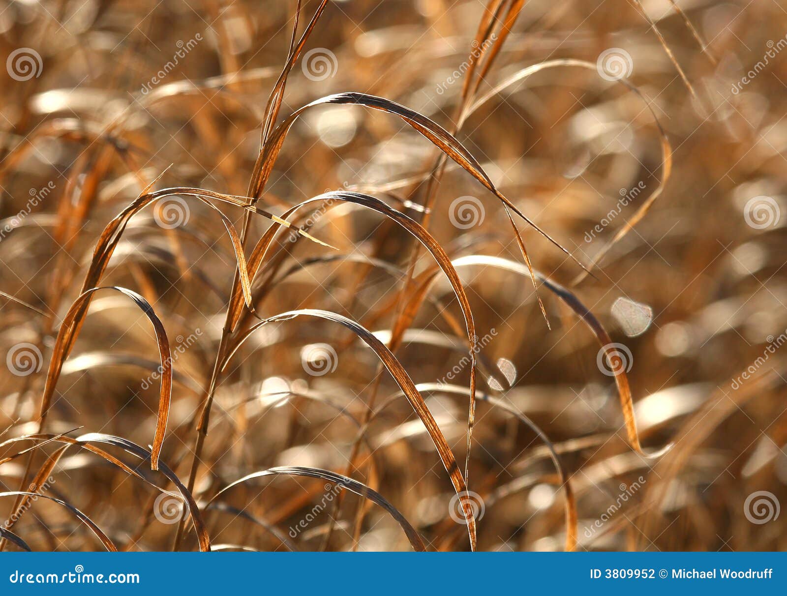 Brown Grass stock photo. Image of leaf, weeds, field, macro - 3809952