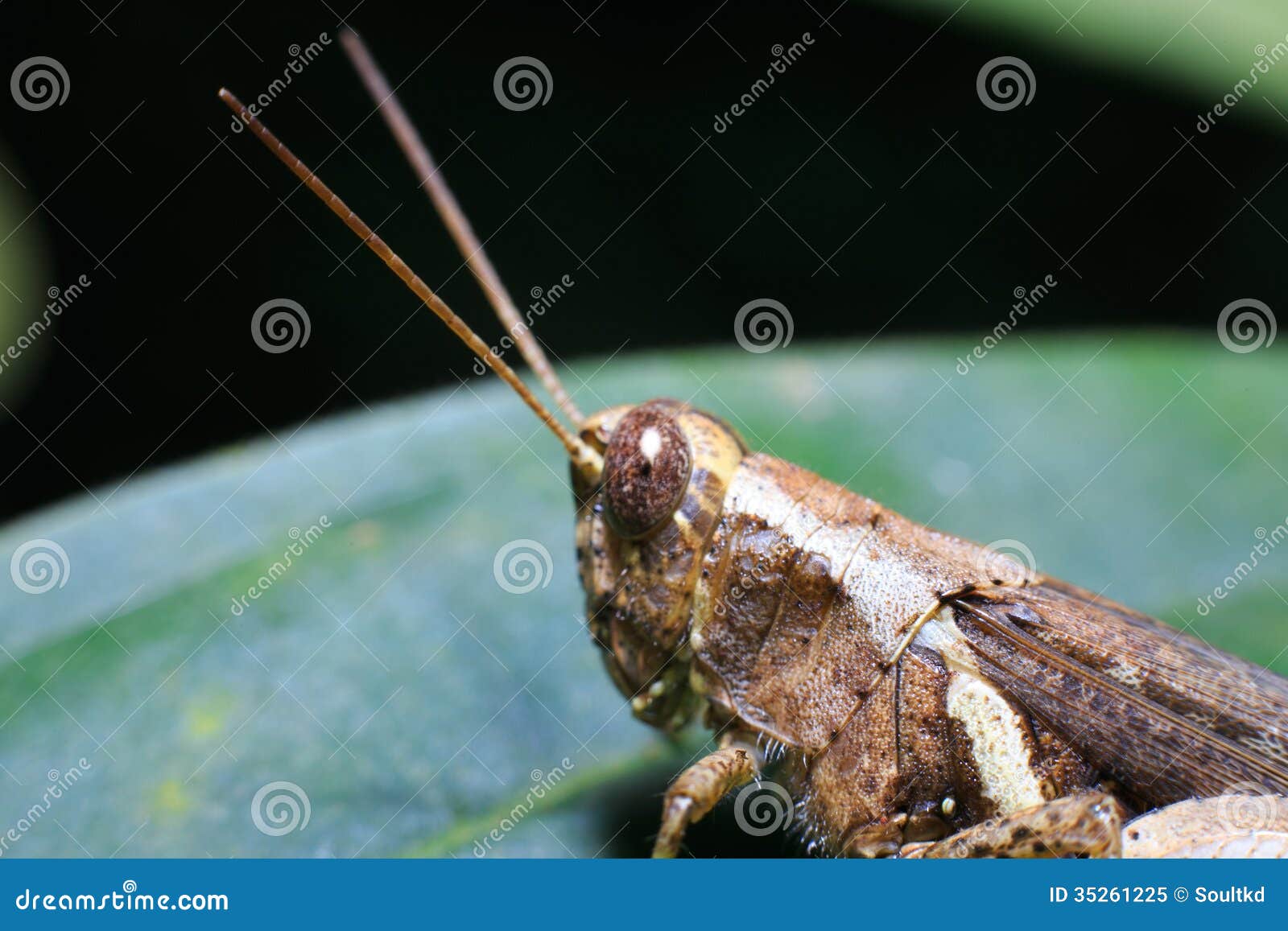 Brown Hopper Royalty-Free Stock Photography | CartoonDealer.com #14886977