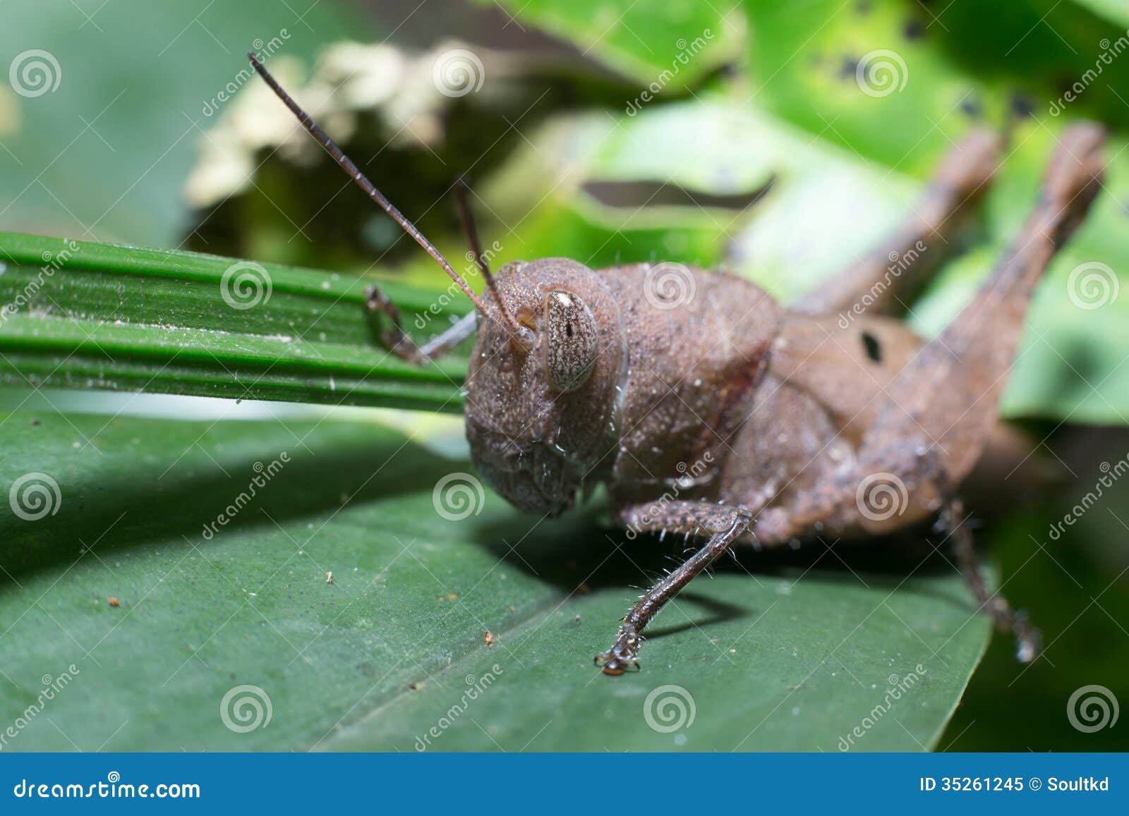 Brown Hopper Royalty-Free Stock Photography | CartoonDealer.com #14886977