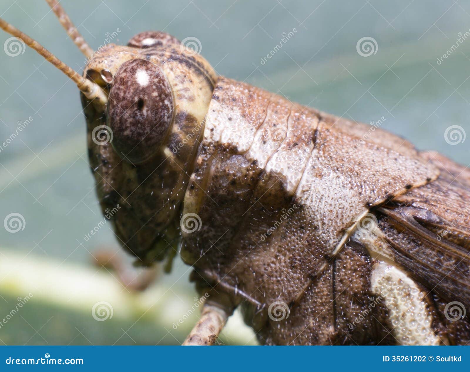 Brown Hopper Royalty-Free Stock Photography | CartoonDealer.com #14886977