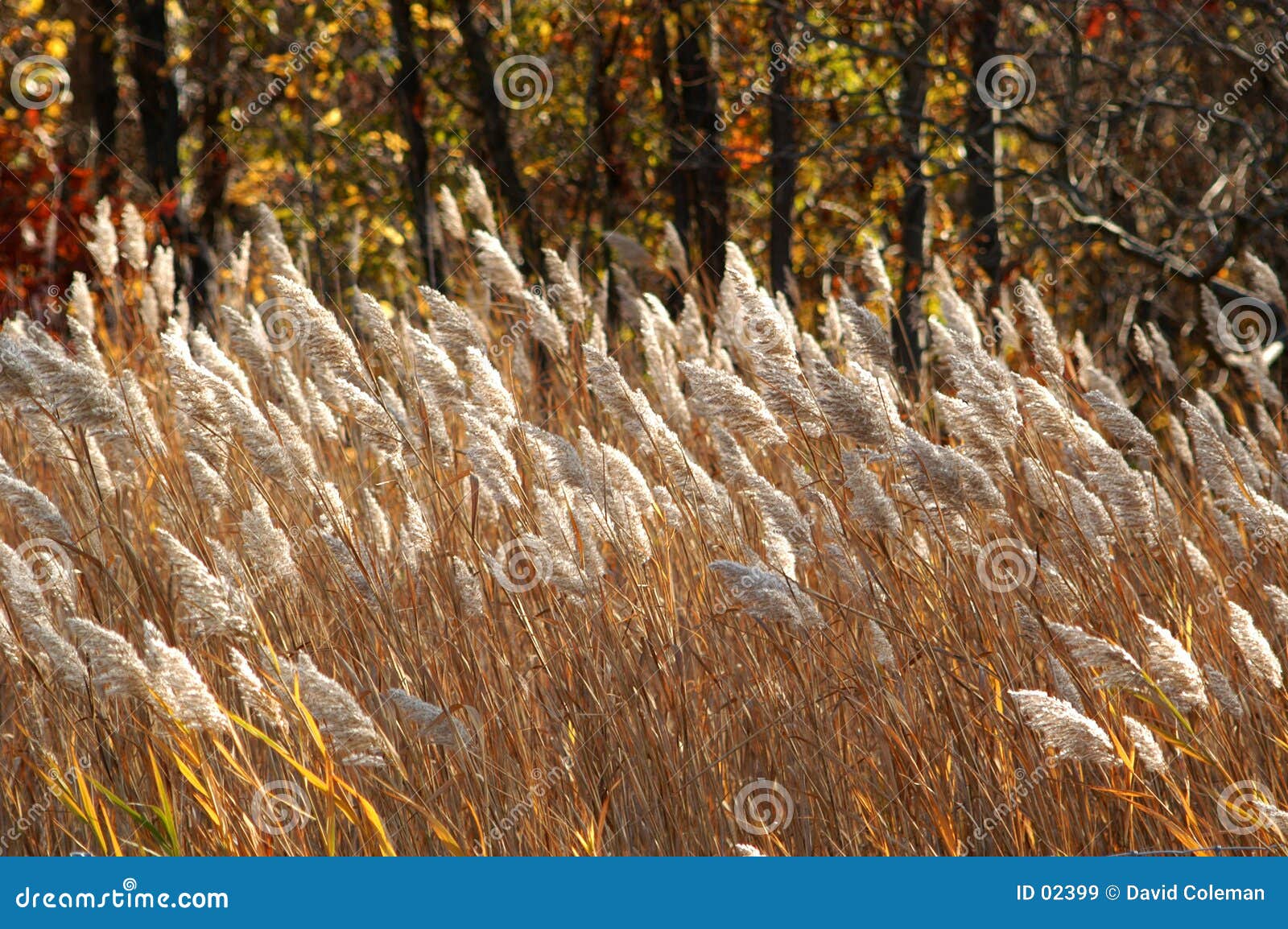 Brown Grasses stock image. Image of meadow, head, autumn - 2399