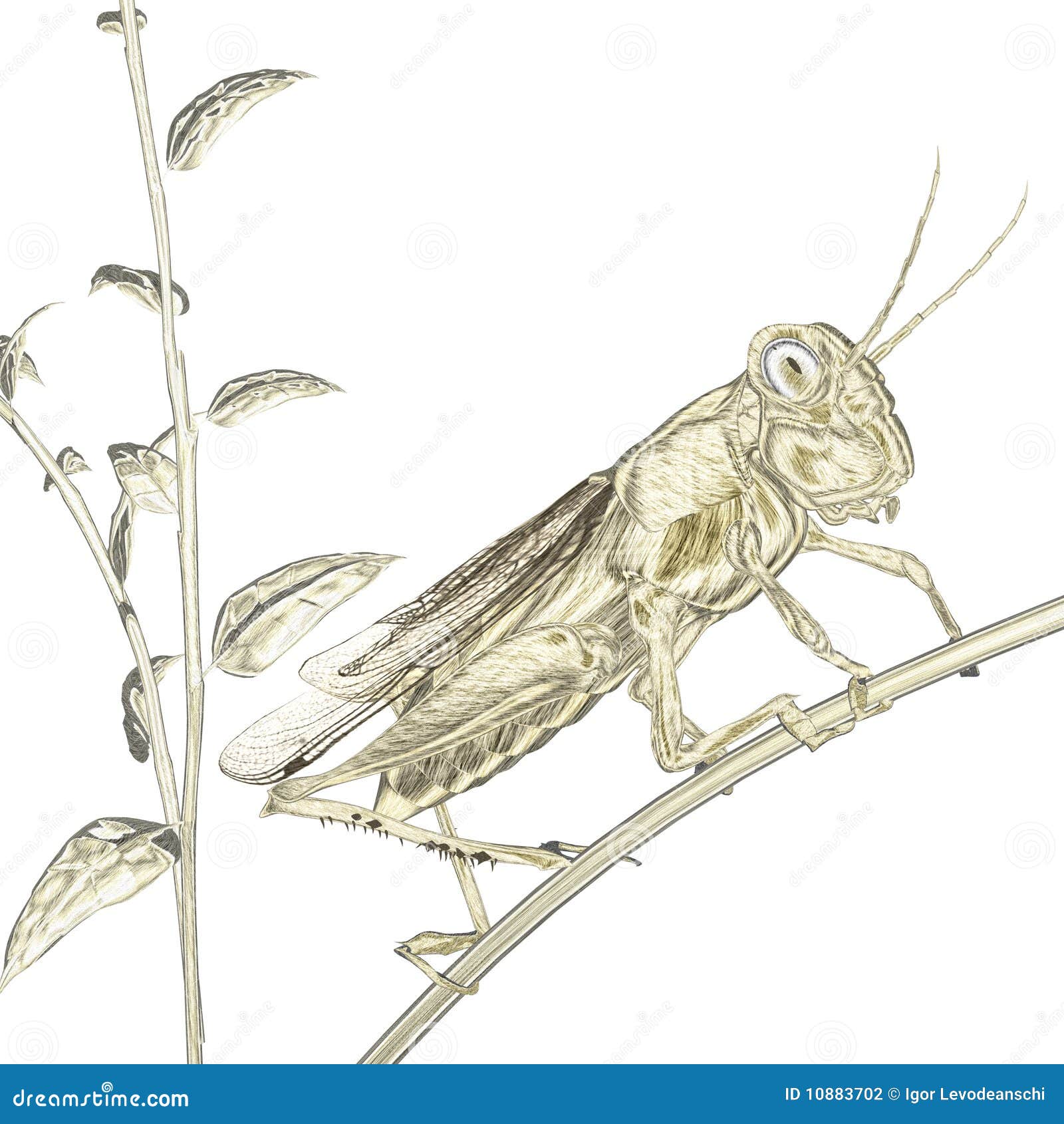 Grasshopper, Side View,. Silhouette Of Grasshopper Vector Illustration ...