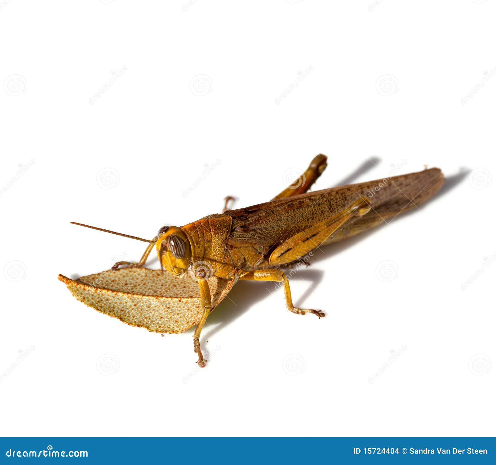 Brown grasshopper stock photo. Image of insect, biology - 15724404