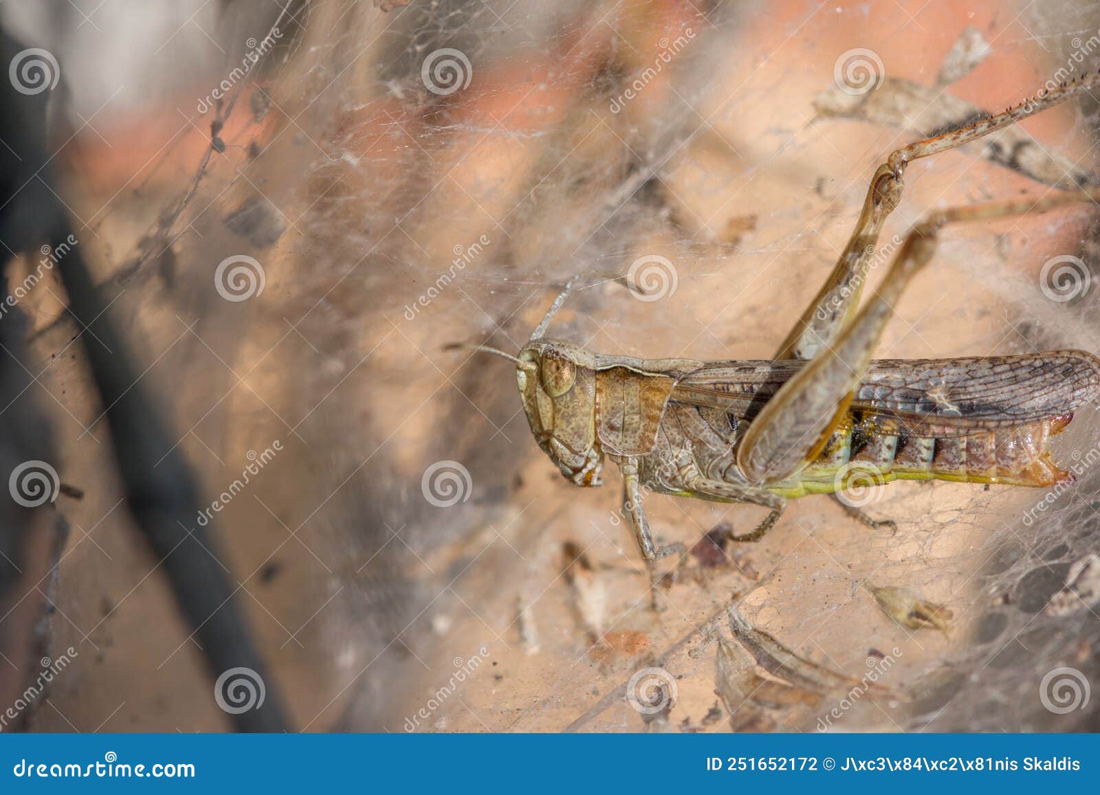 Grasshopper Caught On Branches. Royalty-Free Stock Photography ...