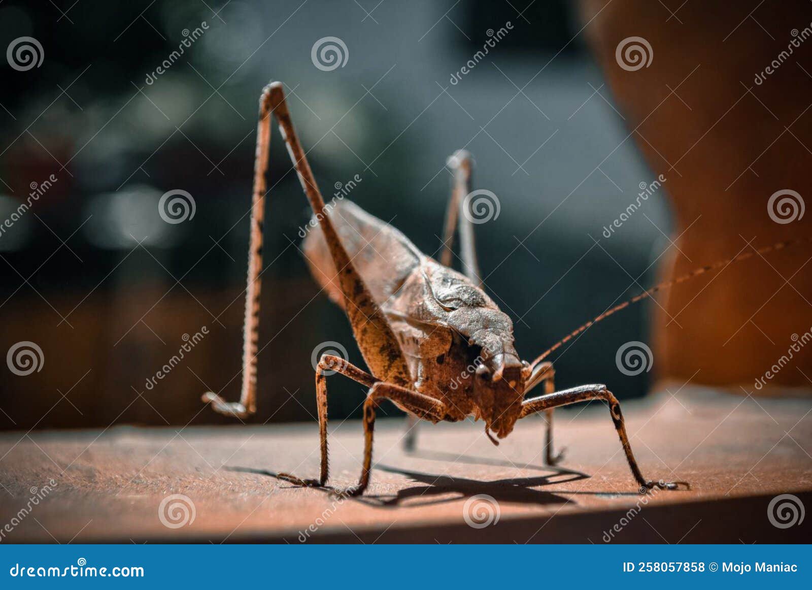 Brown grasshopper stock photo. Image of summer, jump - 258057858
