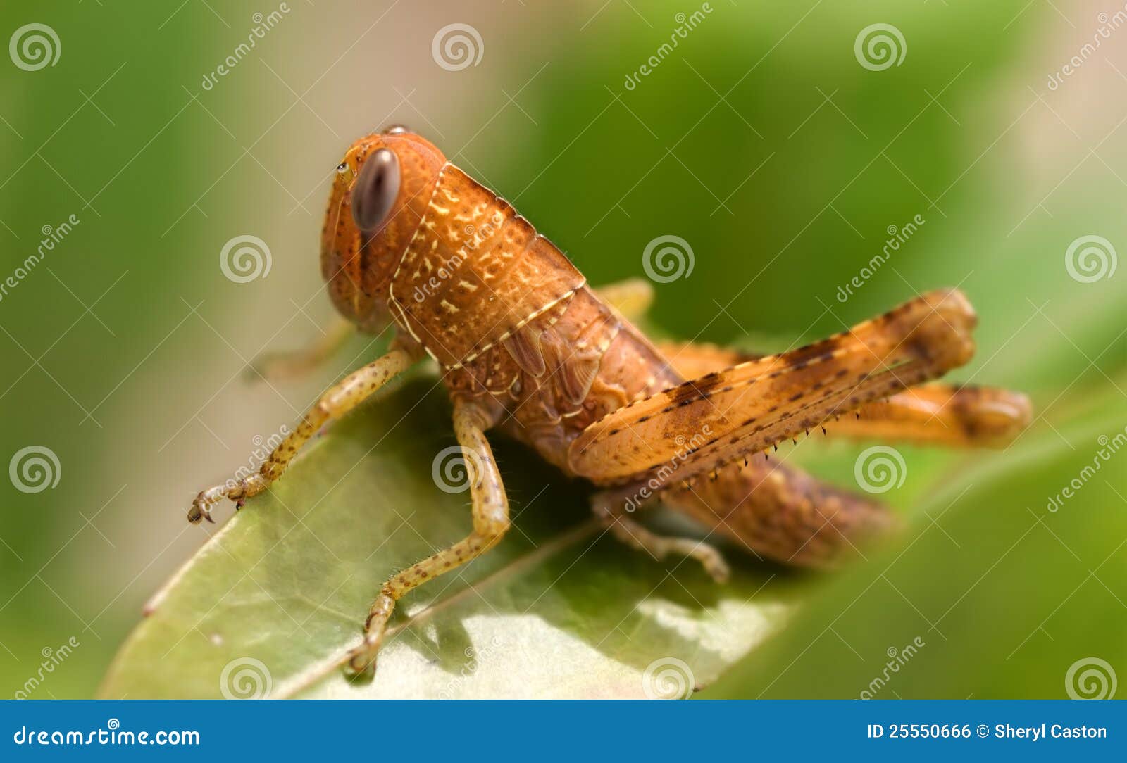 Brown Grasshopper Insect Garden Pest Stock Photo - Image of species ...