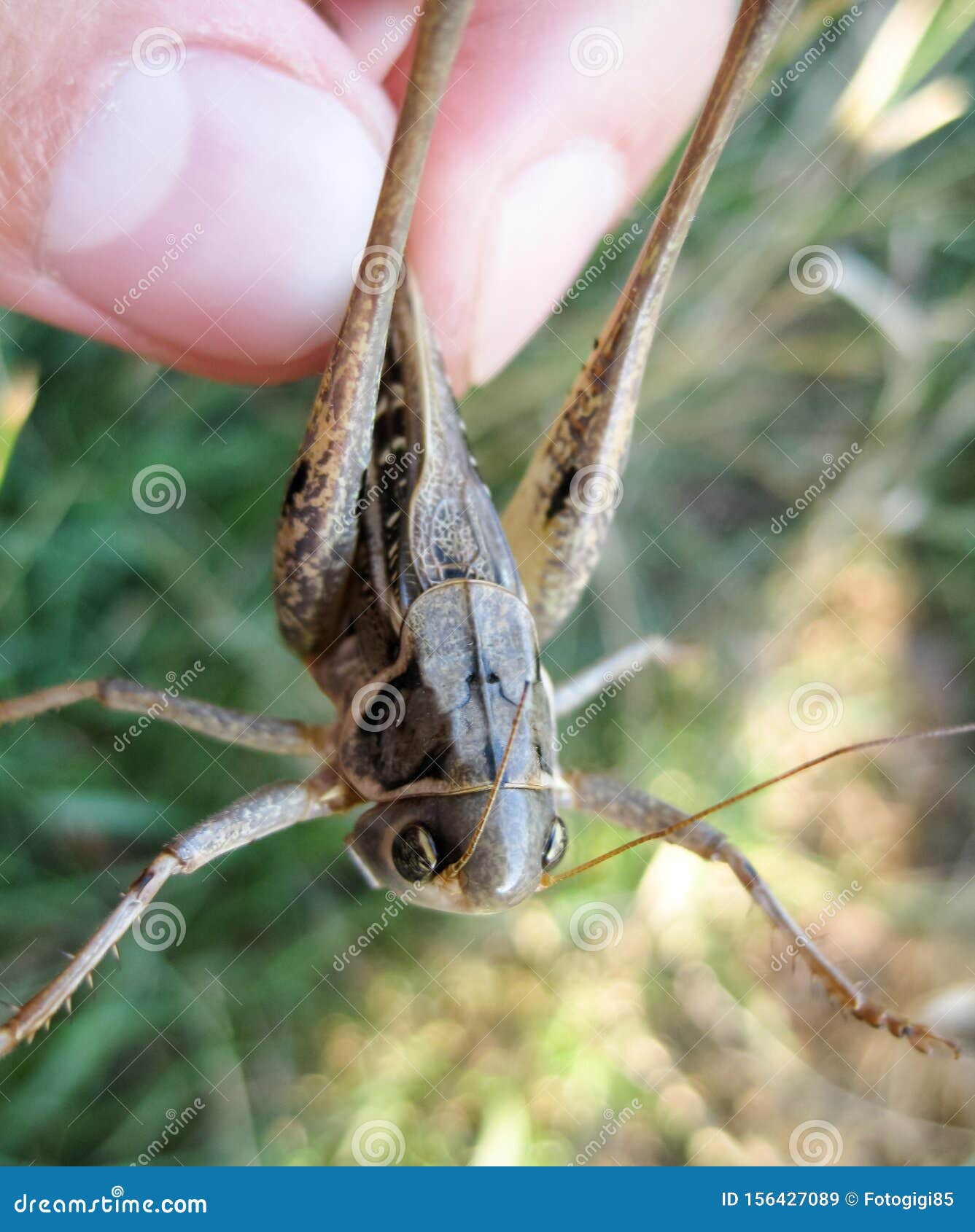 A Brown Grasshopper in Man`s . the Jaws of a Grasshopper Stock Image ...