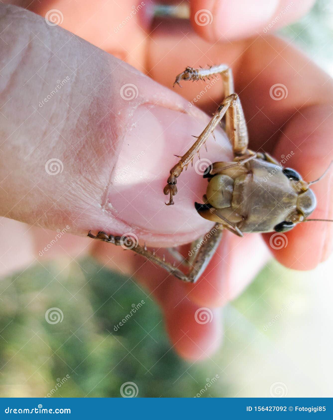 A Brown Grasshopper in Man`s . the Jaws of a Grasshopper Stock Photo ...