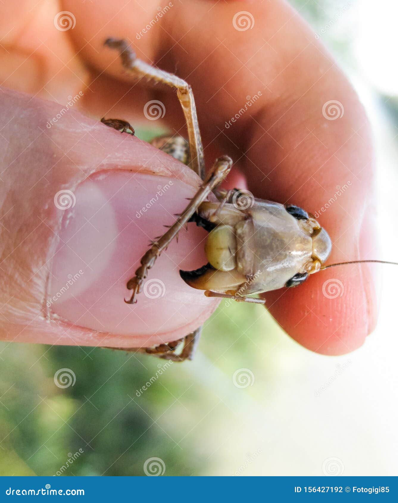 A Brown Grasshopper in Man`s . the Jaws of a Grasshopper Stock Photo ...