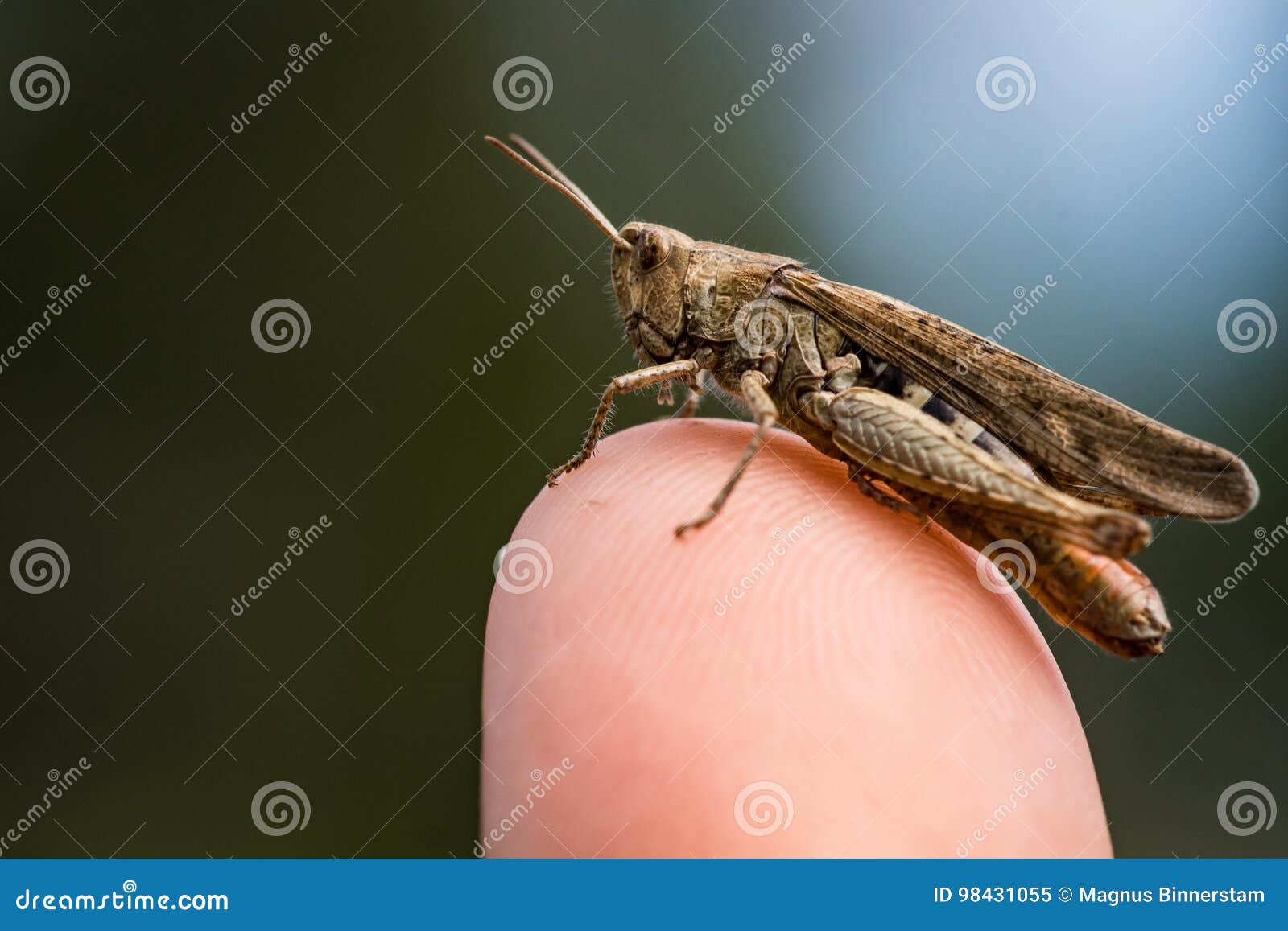 Brown Grasshopper Sitting on a Finger Tip Stock Image - Image of blue ...