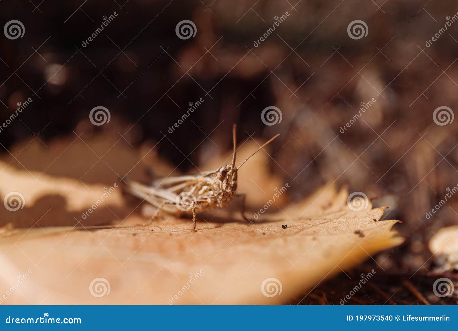 Brown Grasshopper Sitting on a Leaf in Fall. Close Up Shot Stock Photo ...