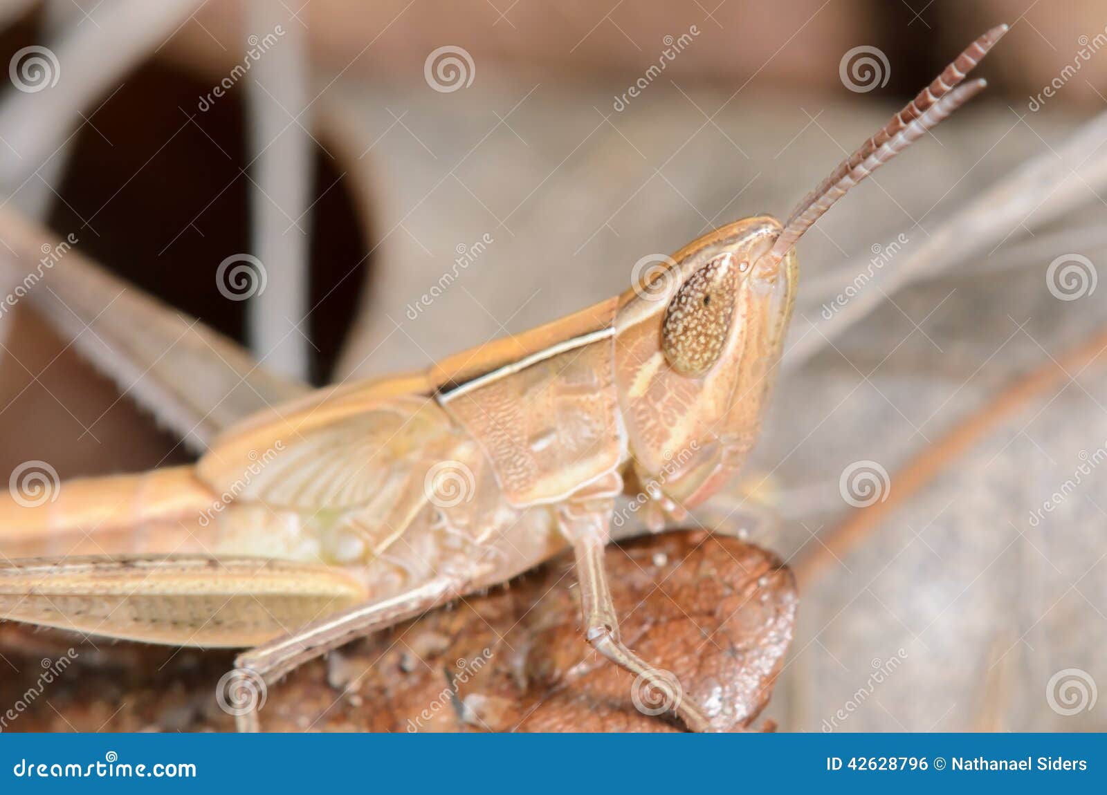 Brown Grasshopper stock photo. Image of animal, wildlife - 42628796
