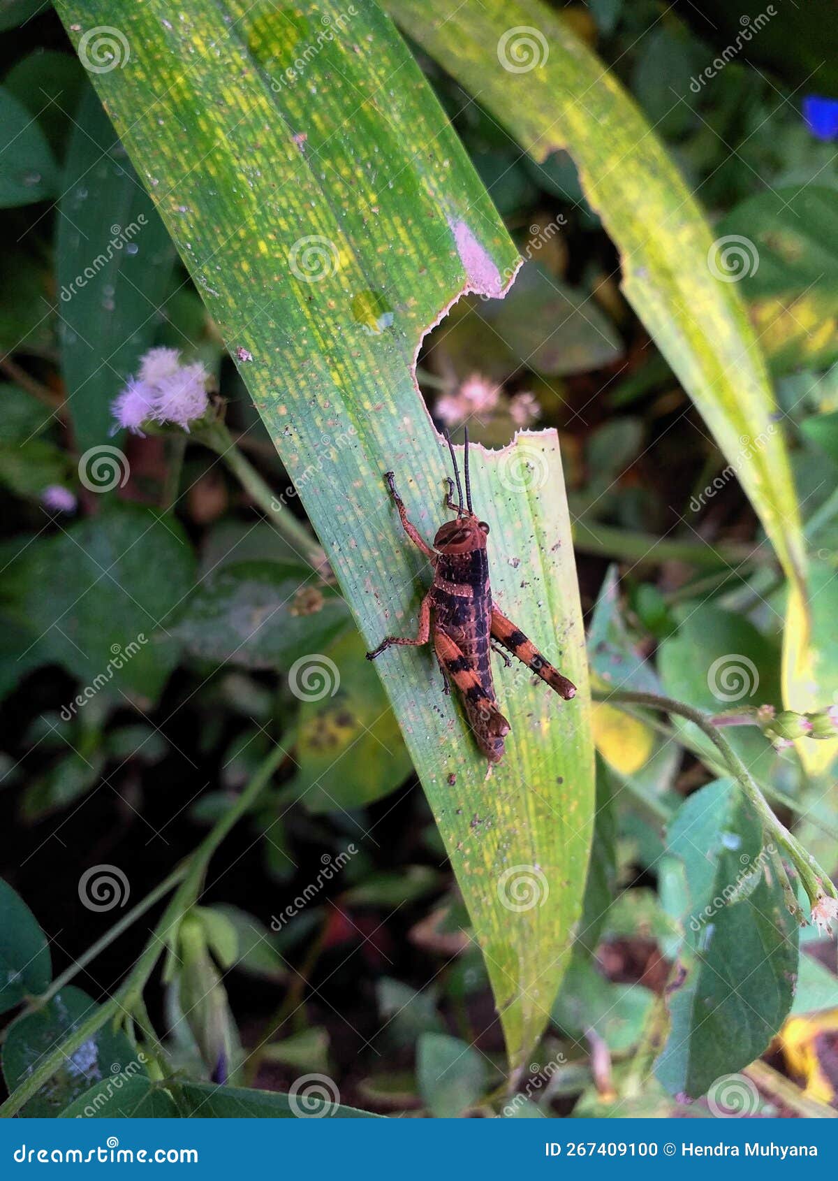 A Brown Grasshopper with Stripes Pattern on Its Body Stock Photo ...