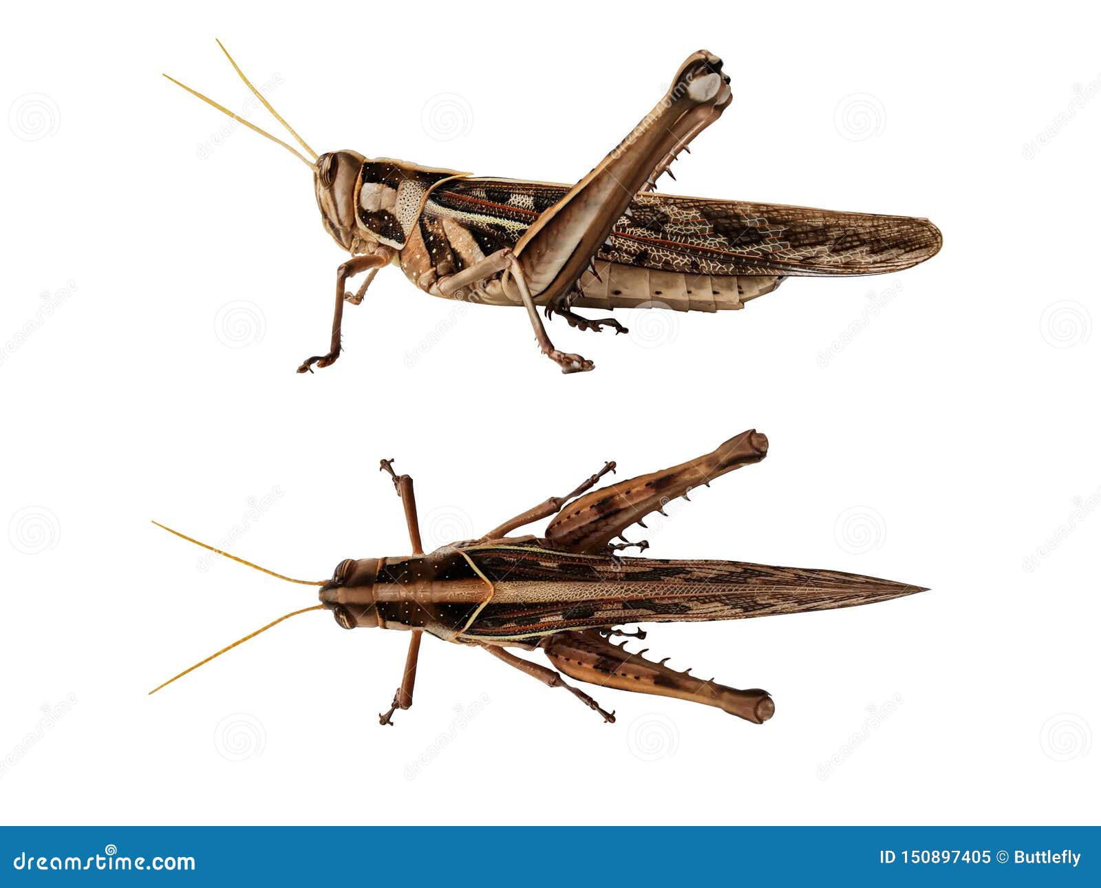 Brown Grasshopper Taken from the Side and Top on the White Blackground ...