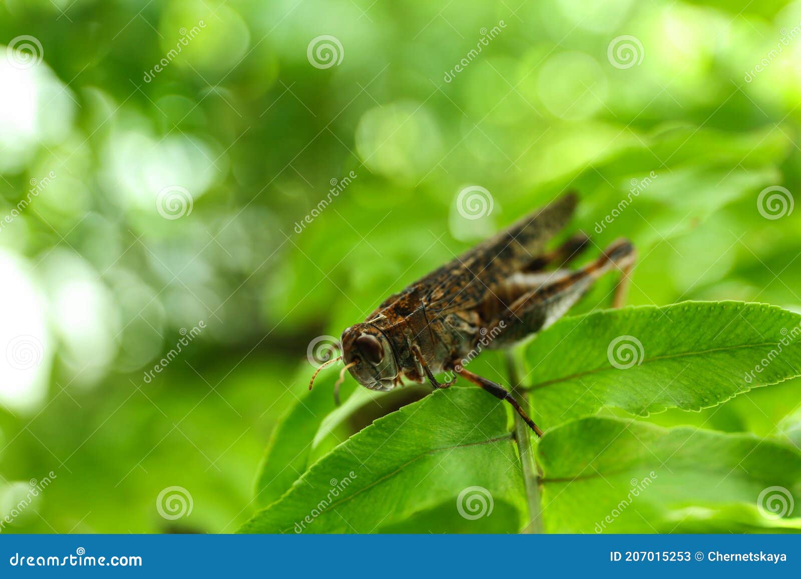 Grasshopper On Tree Stock Photography | CartoonDealer.com #57671792