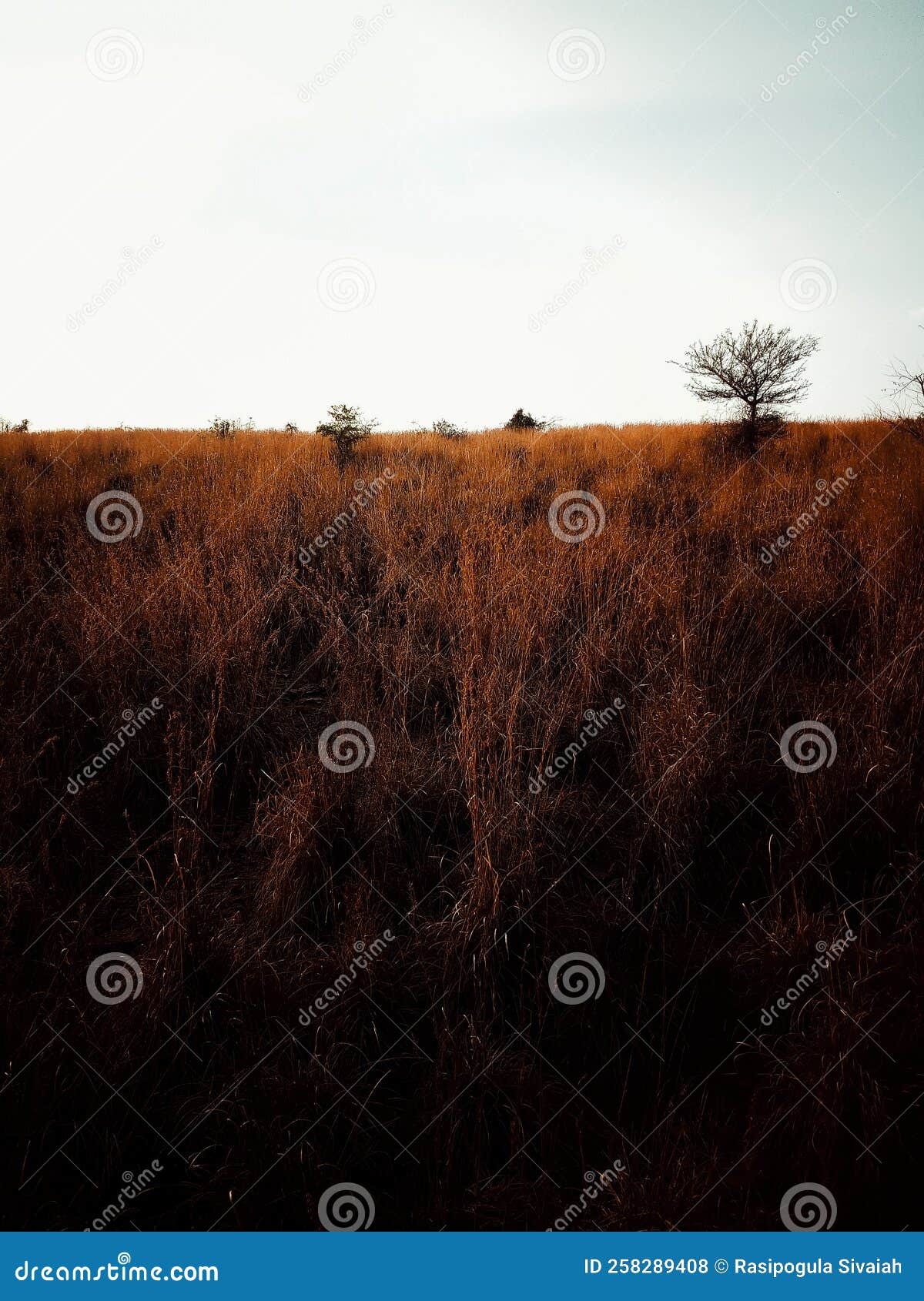 Brown grasslands stock photo. Image of reflection, painting - 258289408