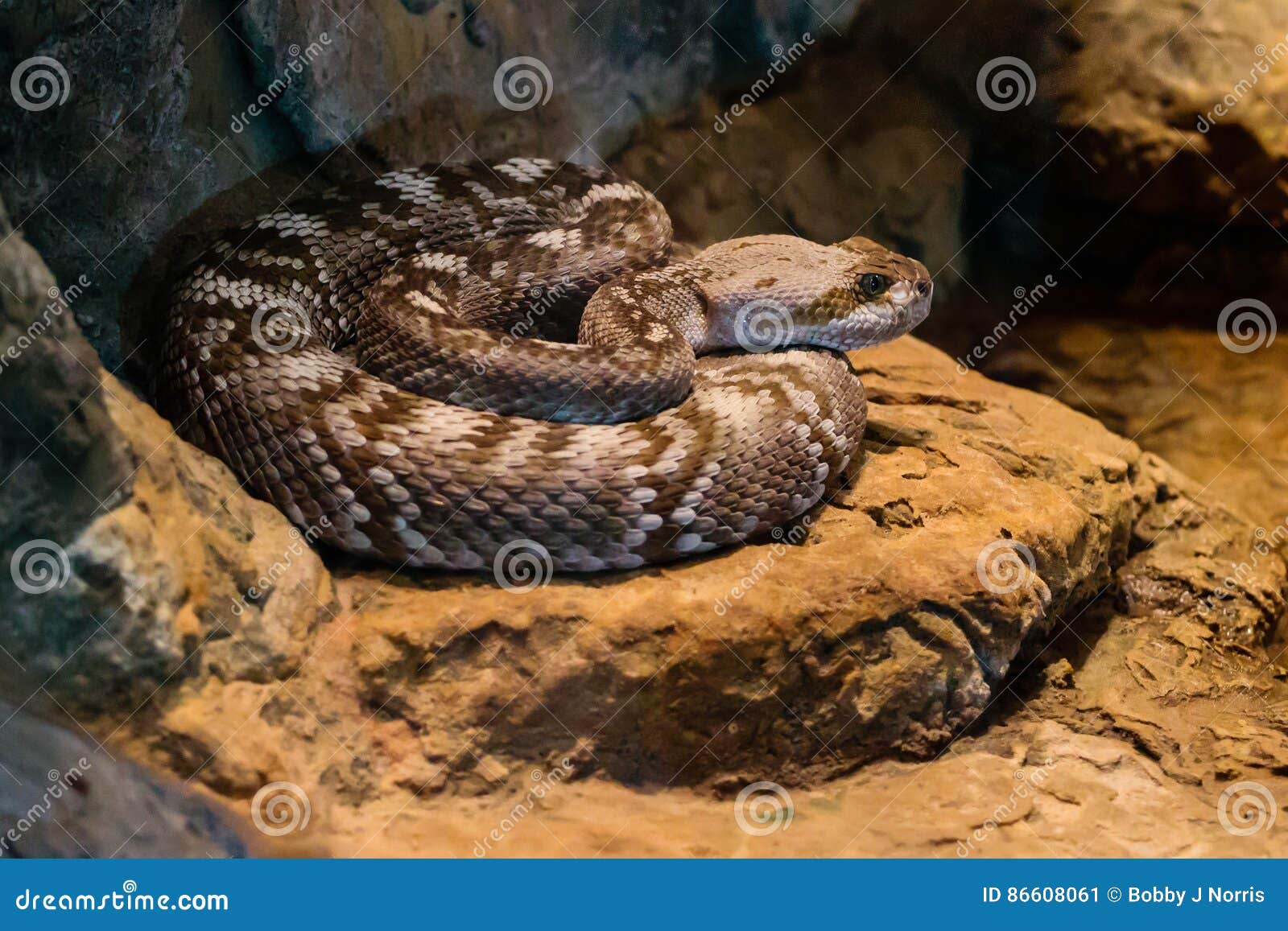 Brown and Gray Snake Coiled Stock Image - Image of reptiles, wildlife ...