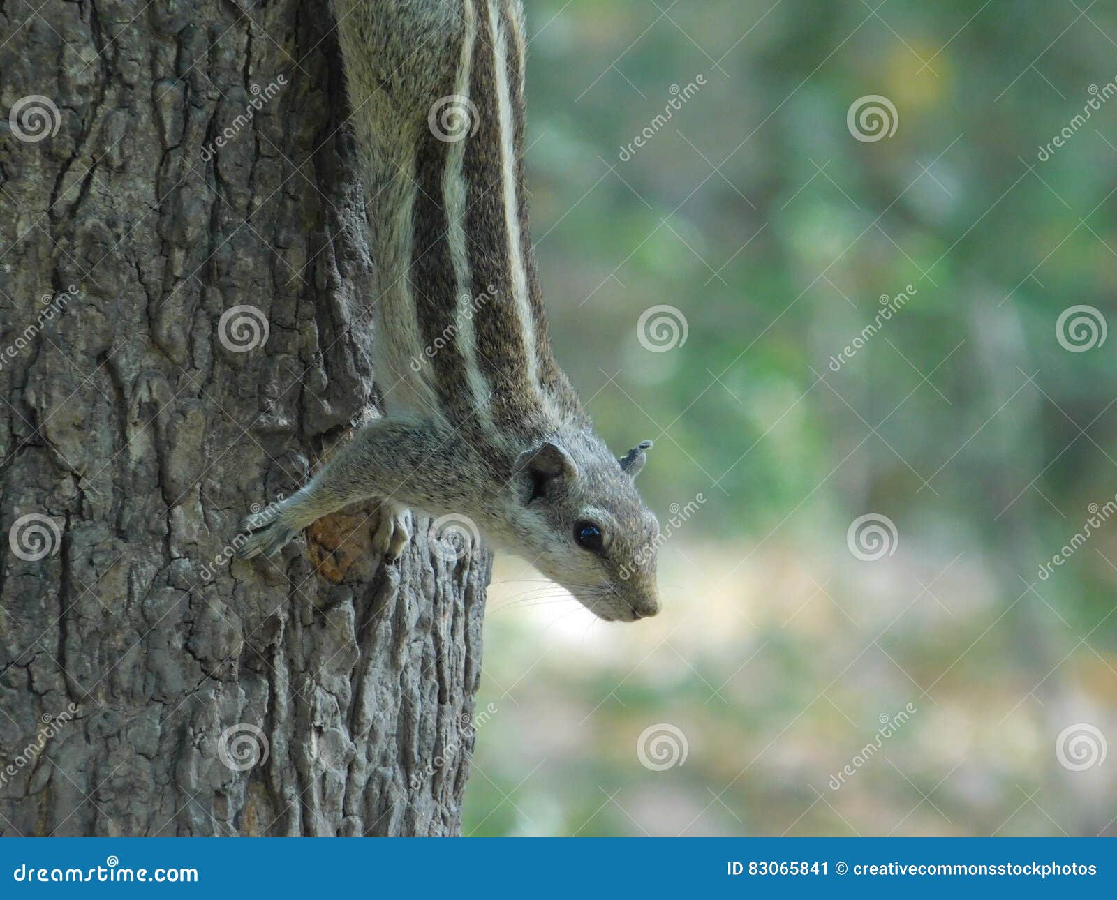 Brown And Gray Squirrel On Brown Tree Trunk Picture. Image: 83065841