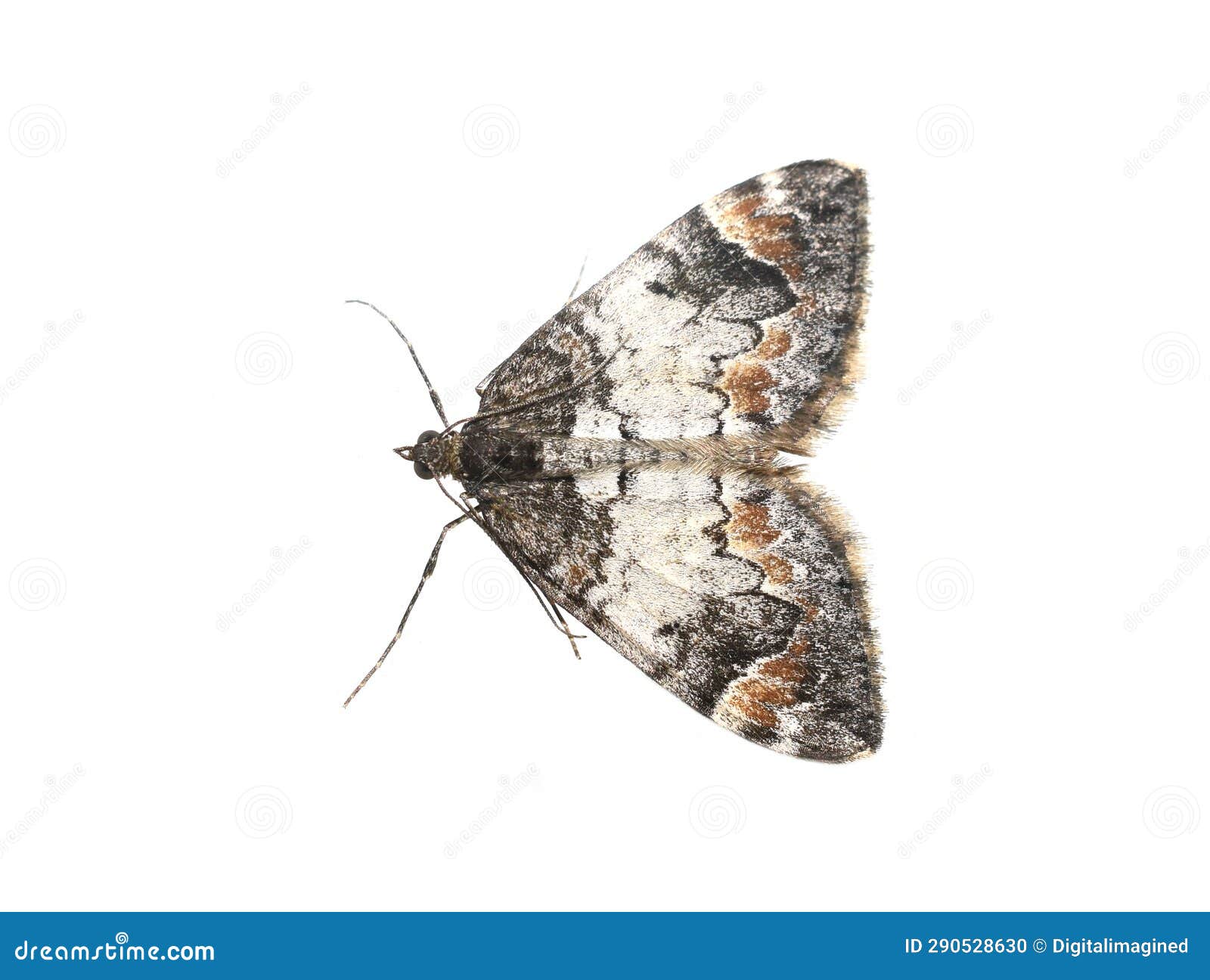 Common Marbled Carpet Moth On Wall Stock Image | CartoonDealer.com ...