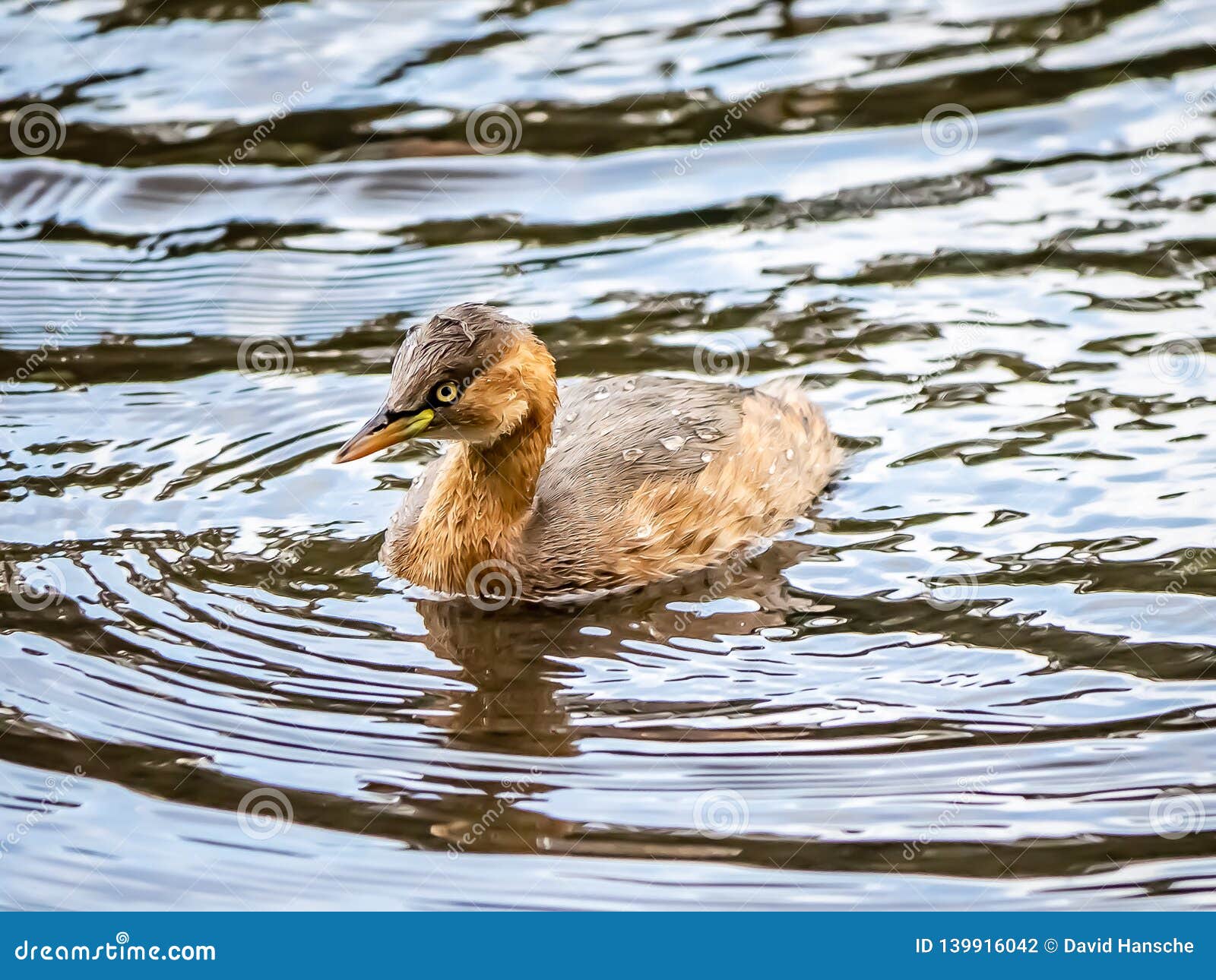 Brown Grebe in a Japanese Pond 3 Stock Photo - Image of preserve ...