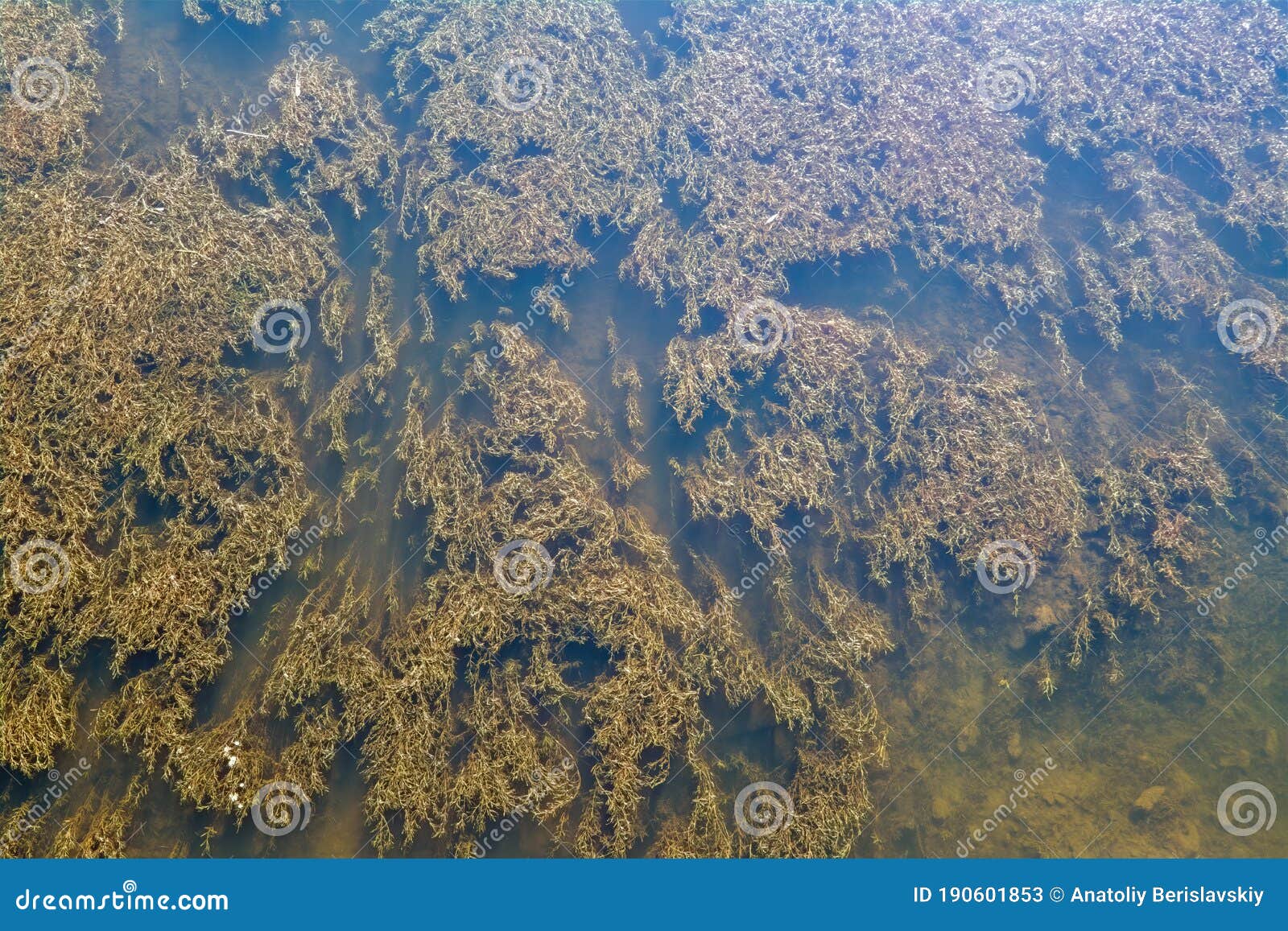Algae in the River Top View on a Hot Summer Day Stock Image - Image of ...