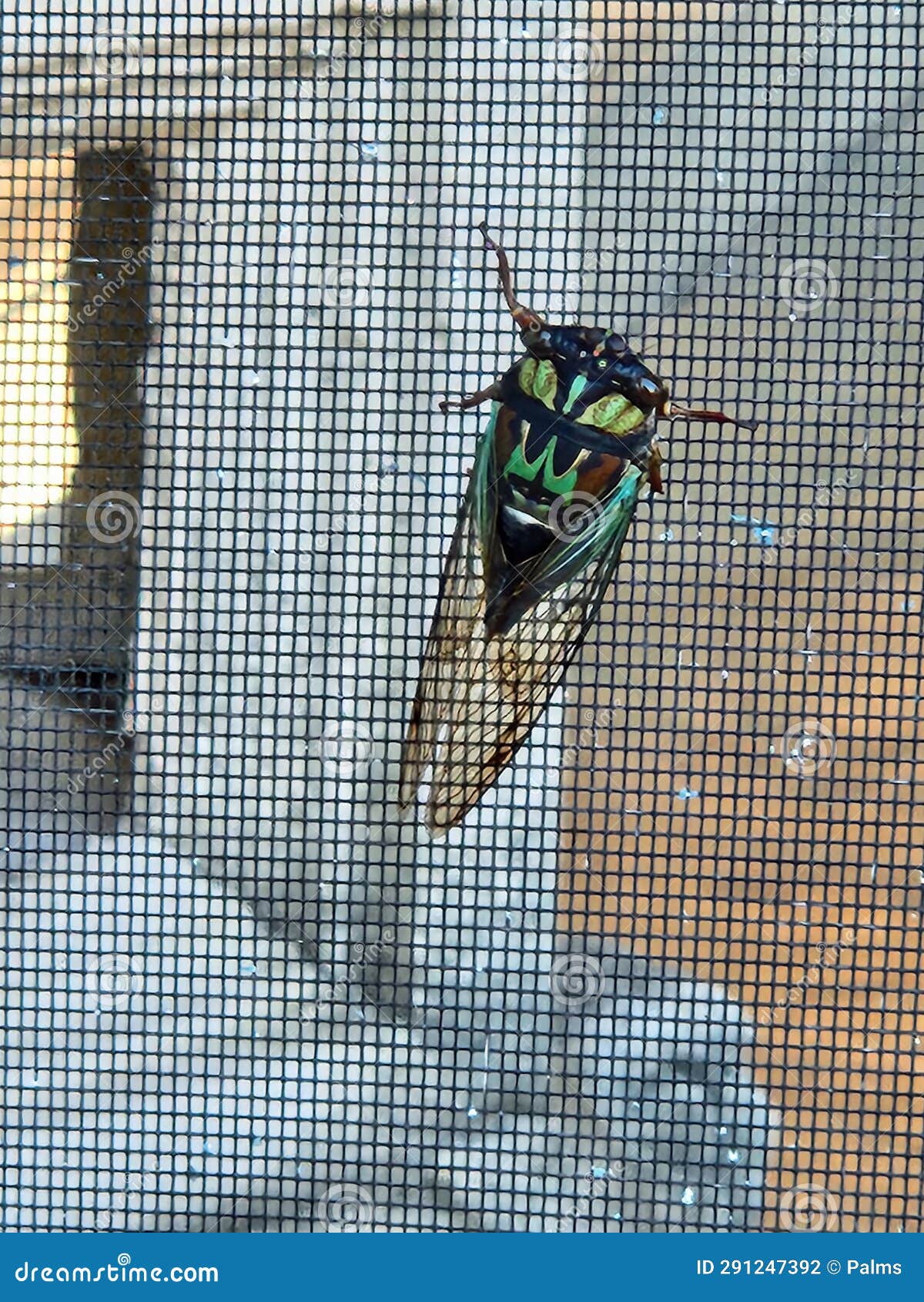 A Brown and Green Cicada Locust Stock Photo - Image of insect, resting ...