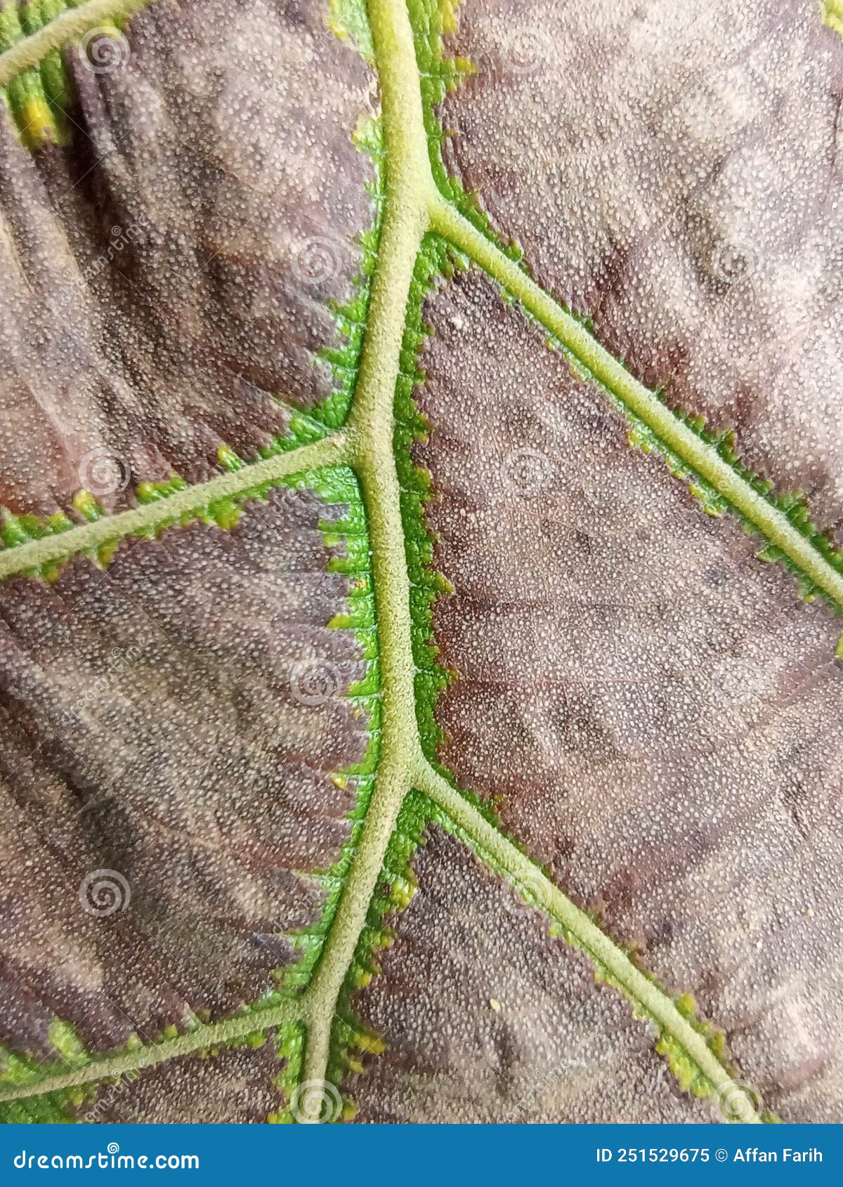 Brown and Green Dry Leaf Structure of Teak Tree Stock Image - Image of ...