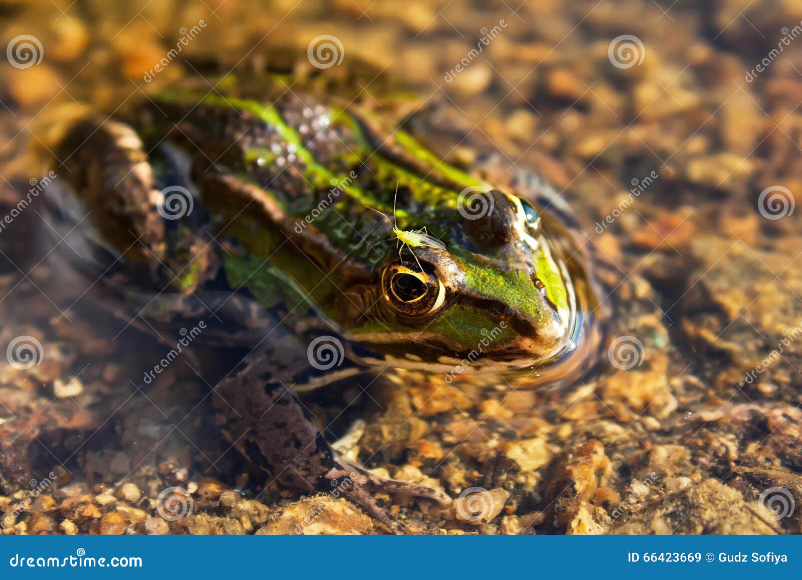The Brown-green Frog on the Swamp. Stock Image - Image of horizontal ...