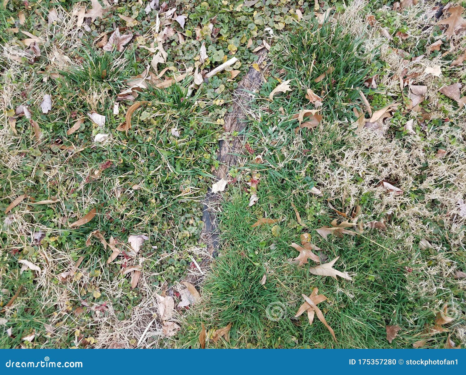 Brown and Green Patch of Lawn Grass with Tree Roots Stock Photo - Image ...
