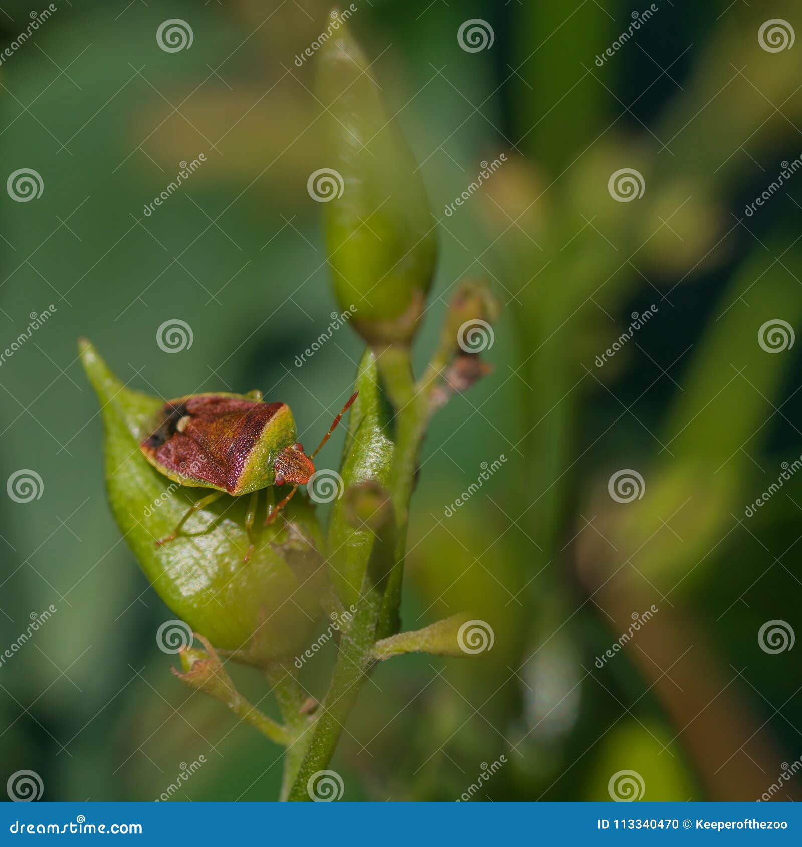 Brown and Green Stink Bug stock photo. Image of foliage - 113340470
