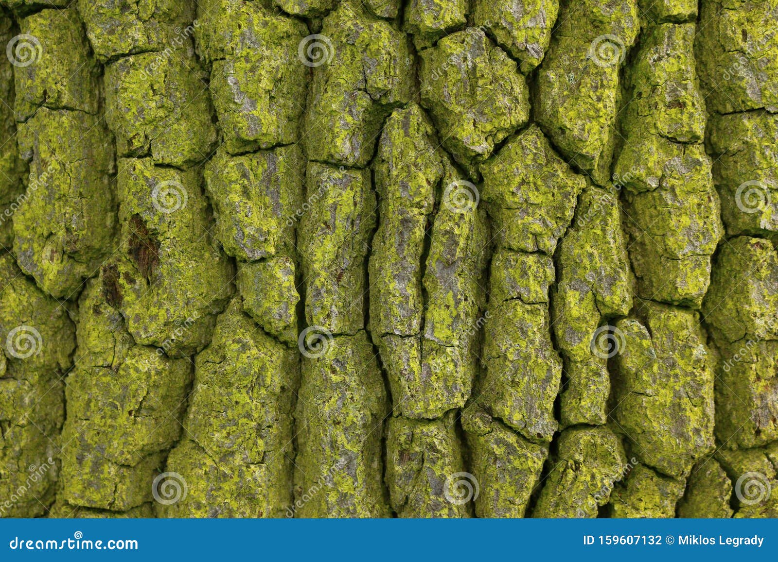 Brown and Green Tree Bark Cortex Stock Photo - Image of cortex, tree ...