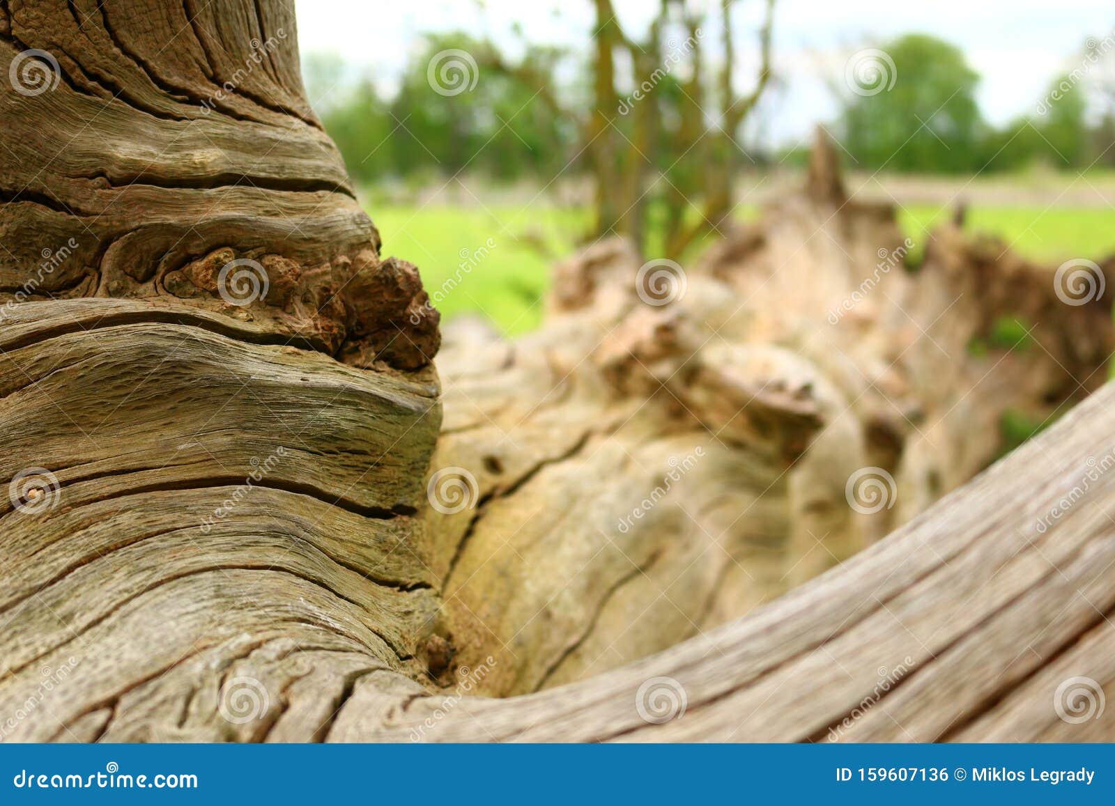 Brown and Green Tree Bark Cortex Stock Photo - Image of bark, cortex ...