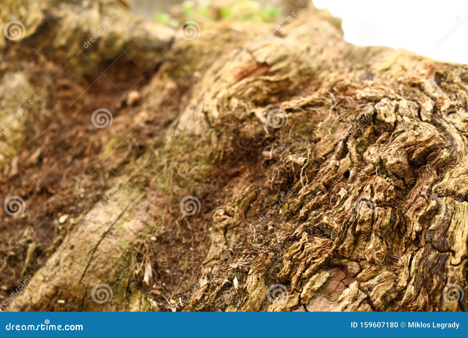 Brown and Green Tree Bark Cortex Stock Photo - Image of brown, cortex ...