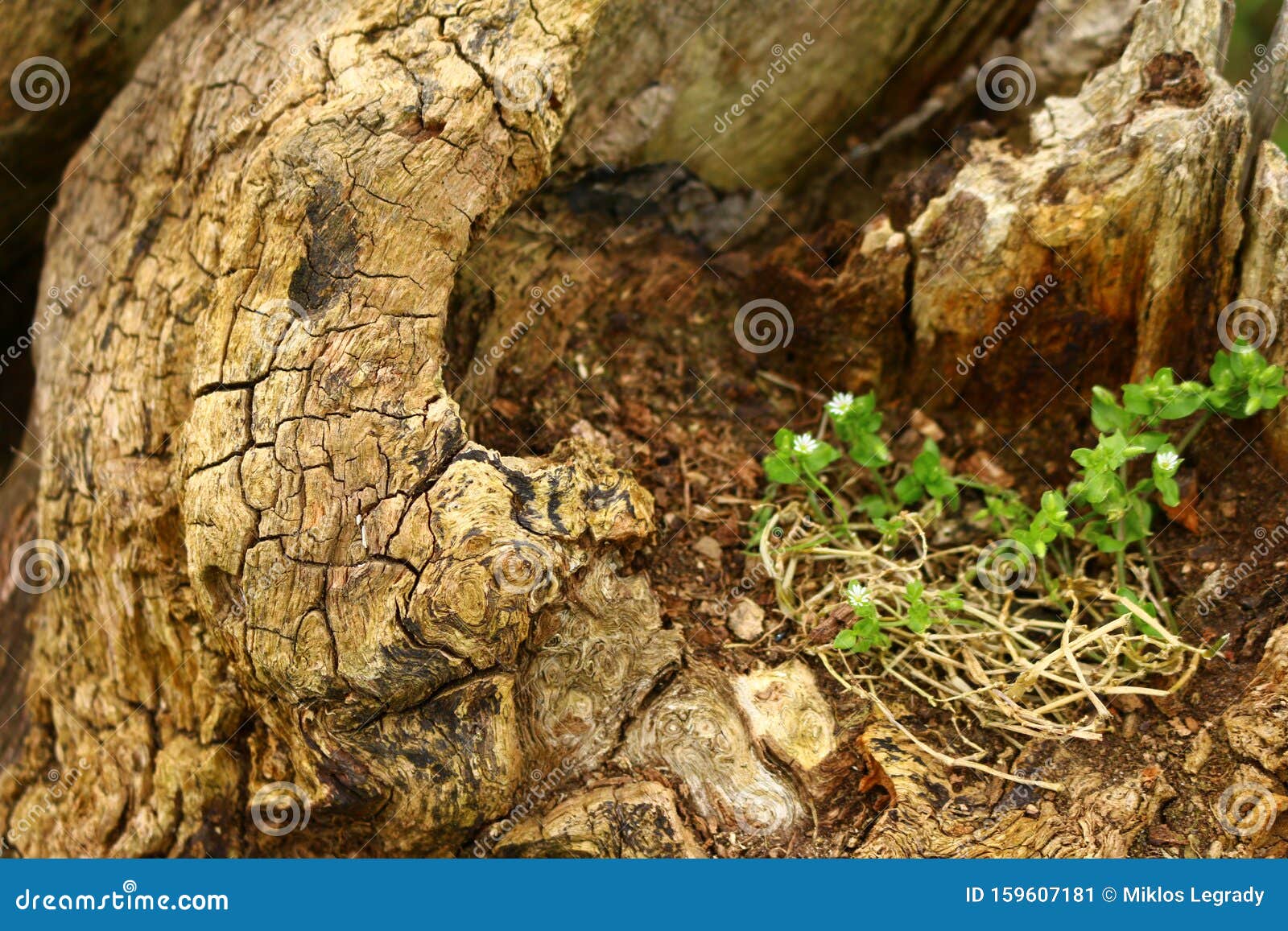 Brown and Green Tree Bark Cortex Stock Image - Image of green, brown ...