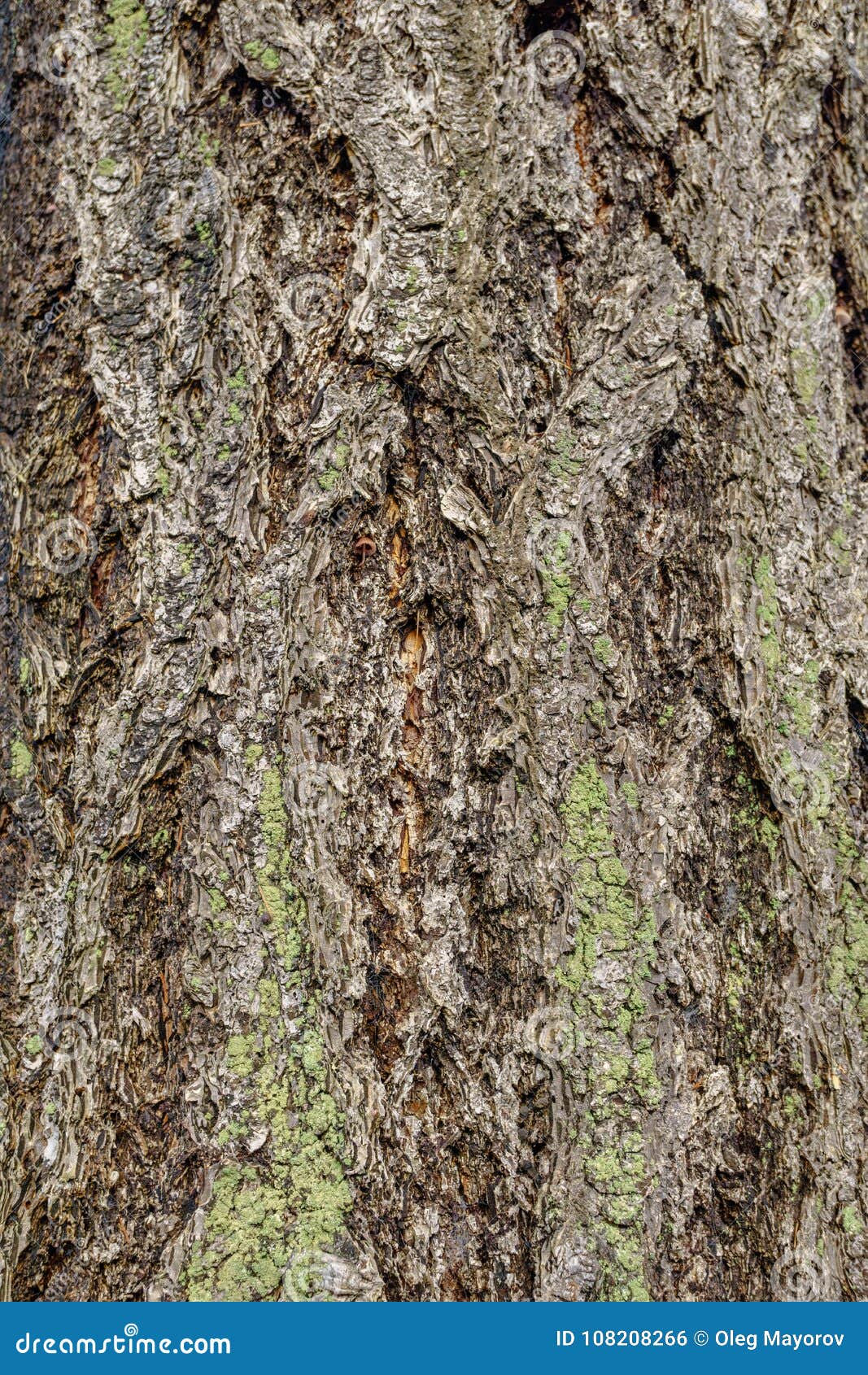 Brown with Green Tree Bark Texture Background. Stock Photo - Image of ...