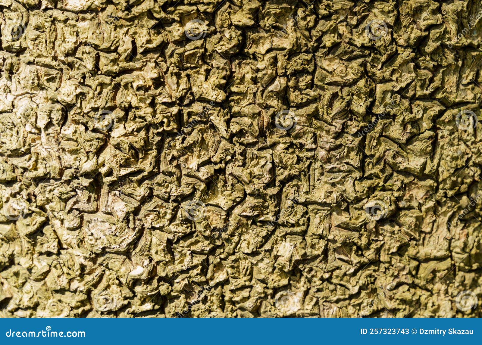Brown Green Tree Bark Texture, Twisted Bark Pattern. Stock Image ...