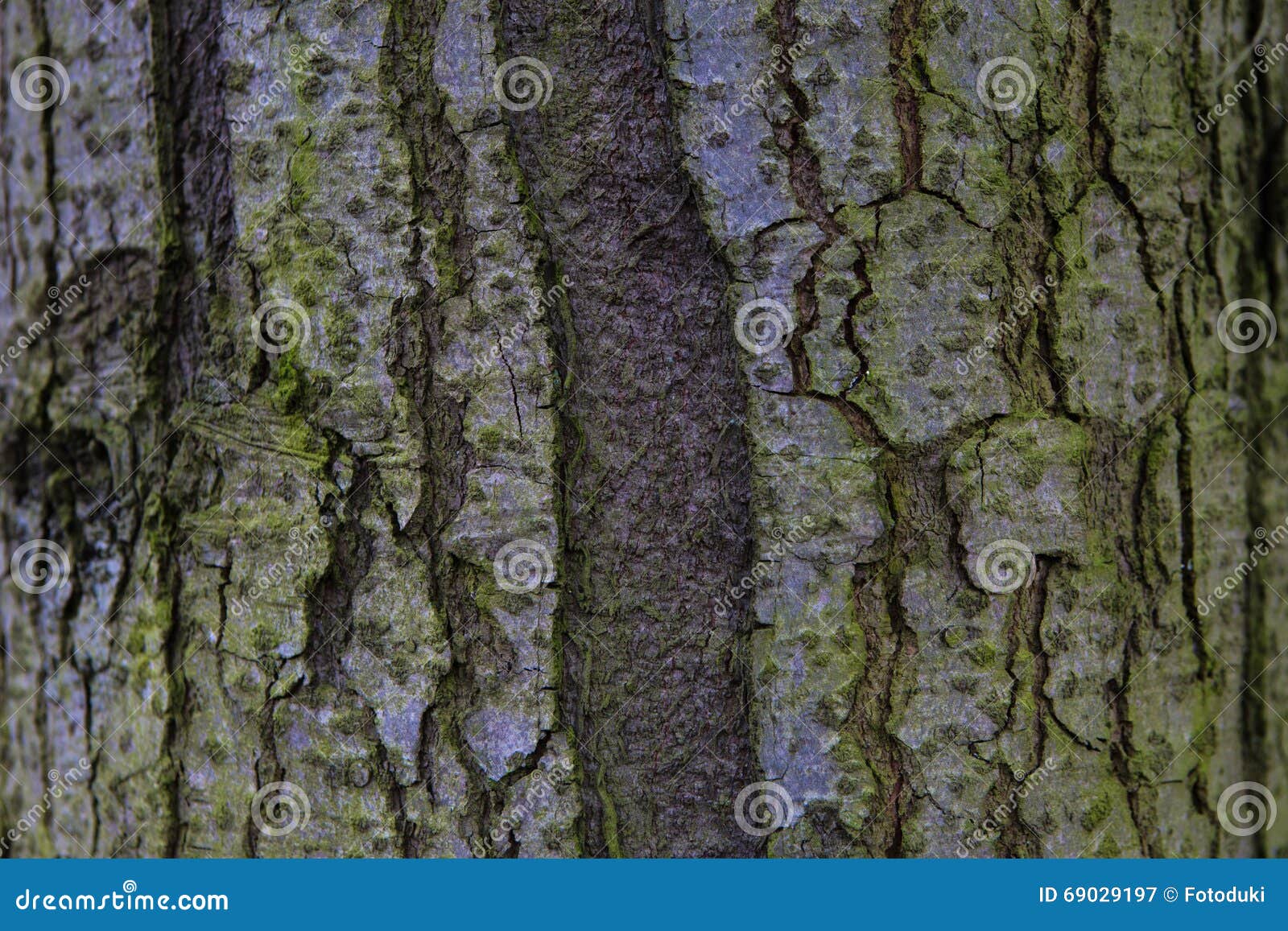 Brown Green Tree Material Structure Stock Image - Image of green ...