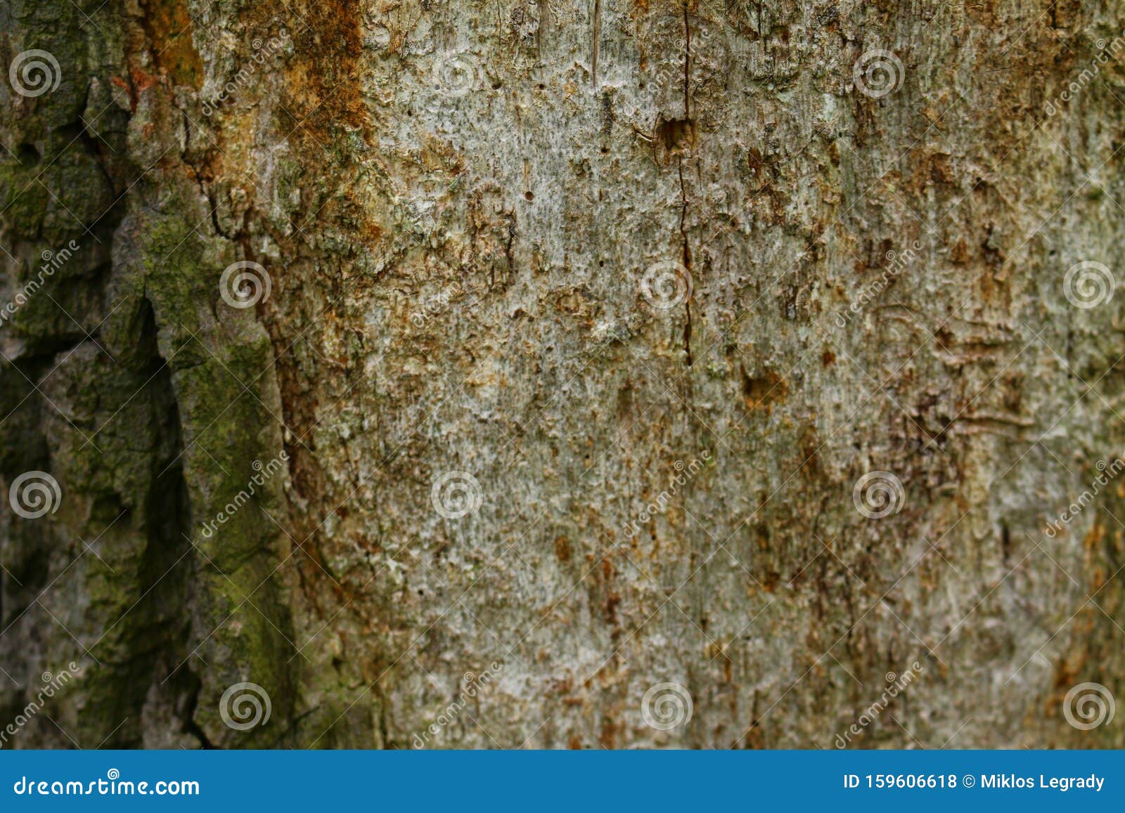 Brown Green Wooden Bark Texture Tree Cortex Stock Photo - Image of tree ...
