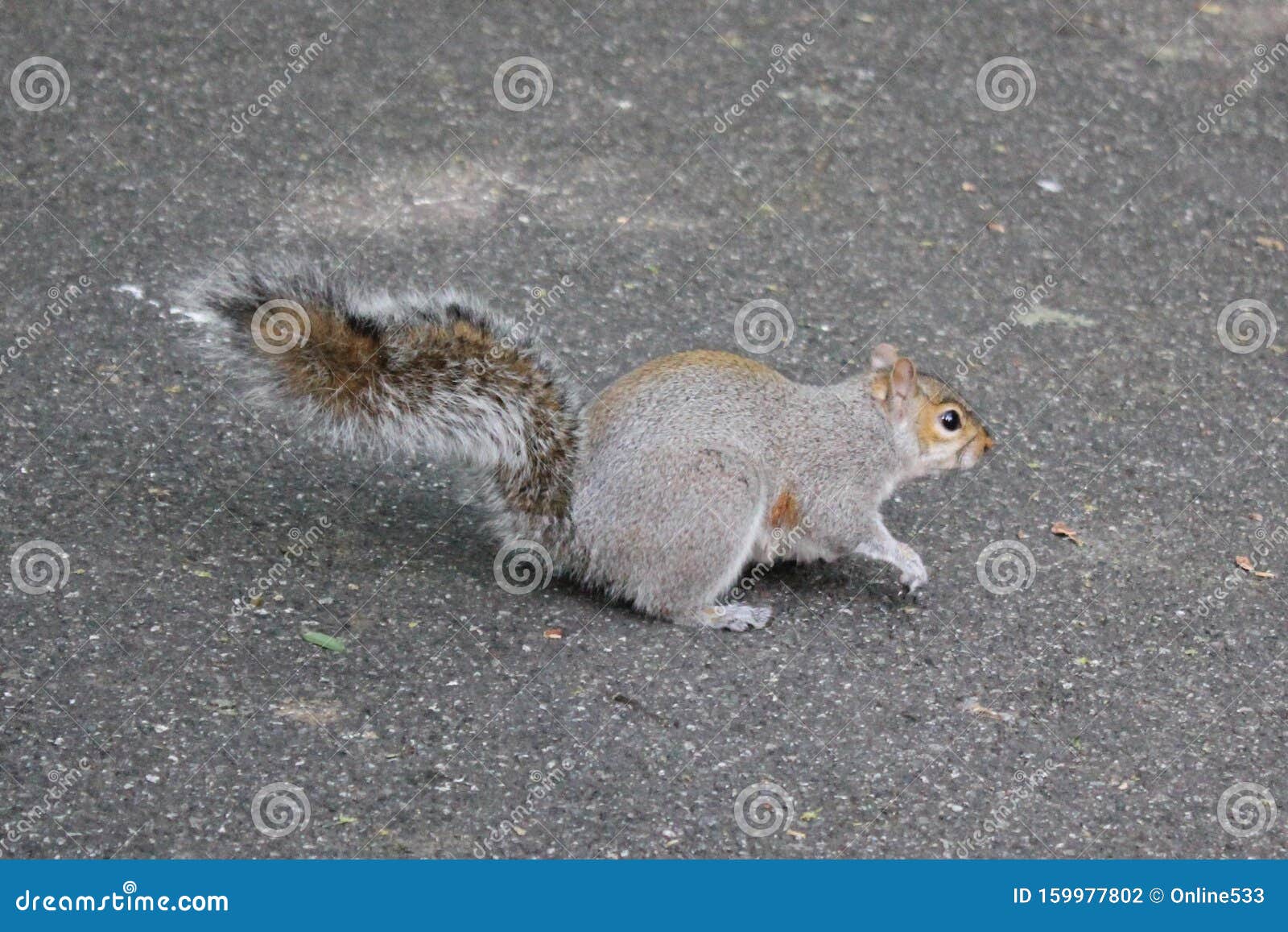 Squirrel running away stock photo. Image of stunning - 159977802