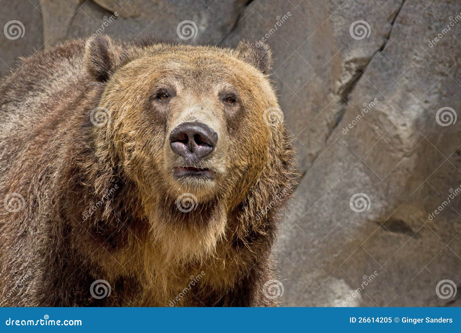 Brown Grizzly Bear Facing Forward Stock Image - Image of face, looking ...
