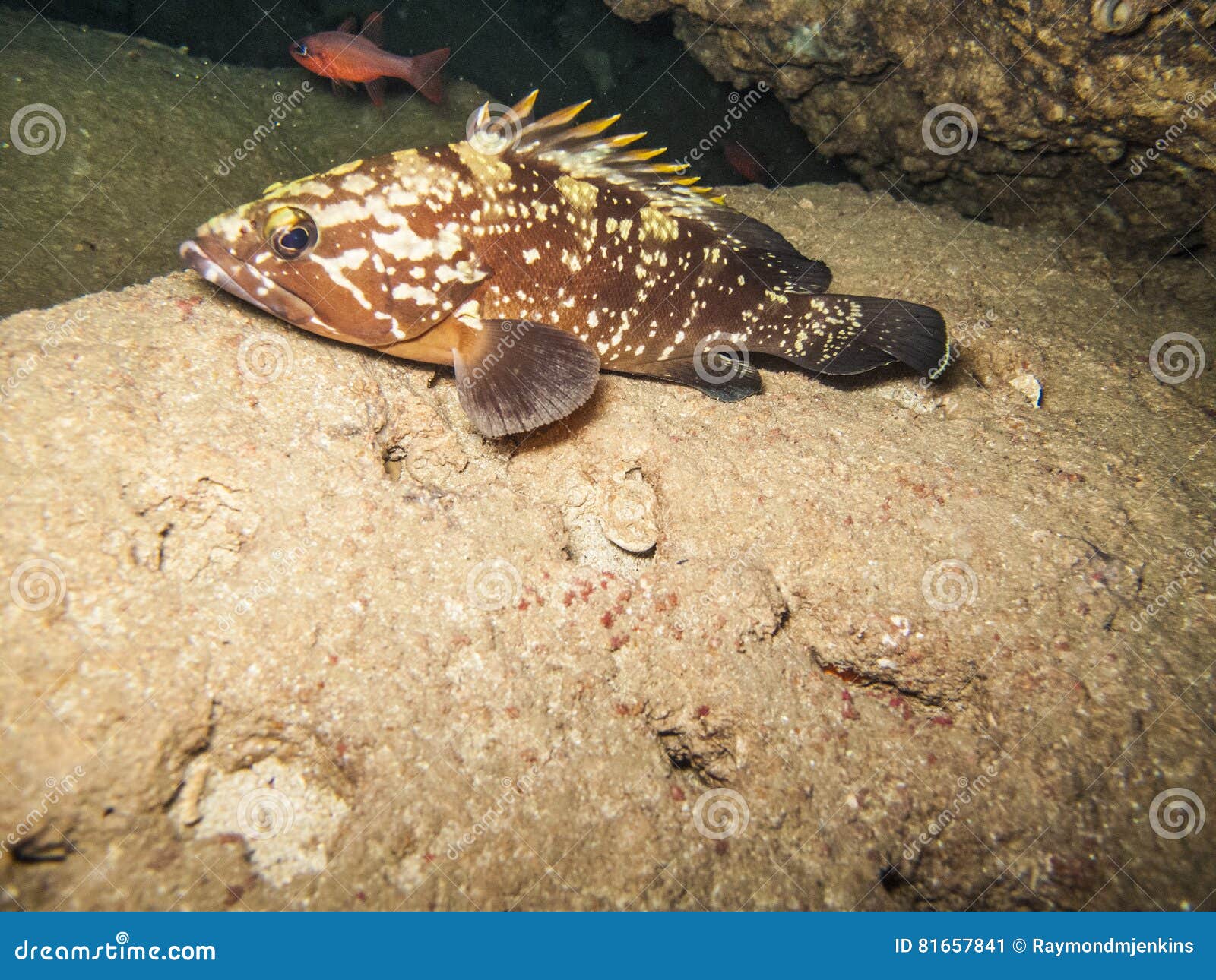 A Brown Grouper Epinephelus Marginatus on a Rock Stock Image - Image of ...