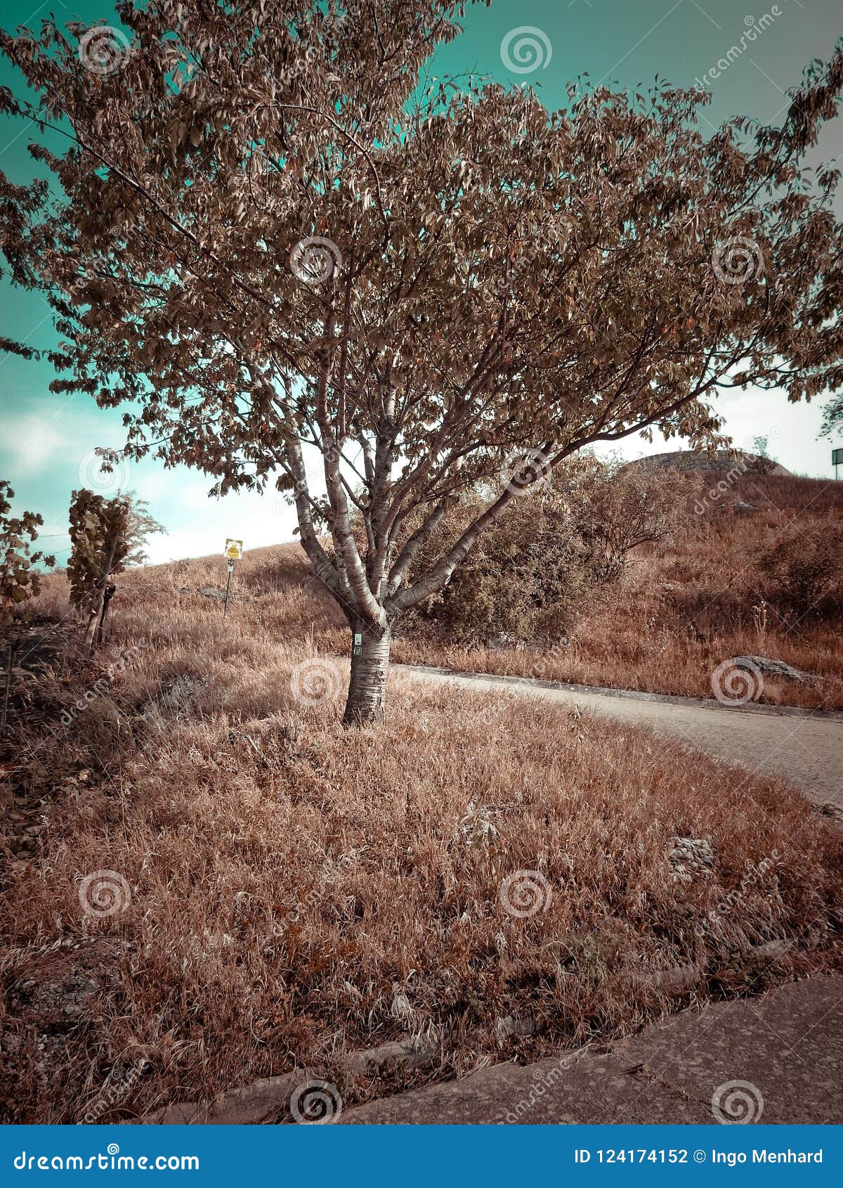 Brown Growing Tree in Nature Stock Photo - Image of growing, branch ...