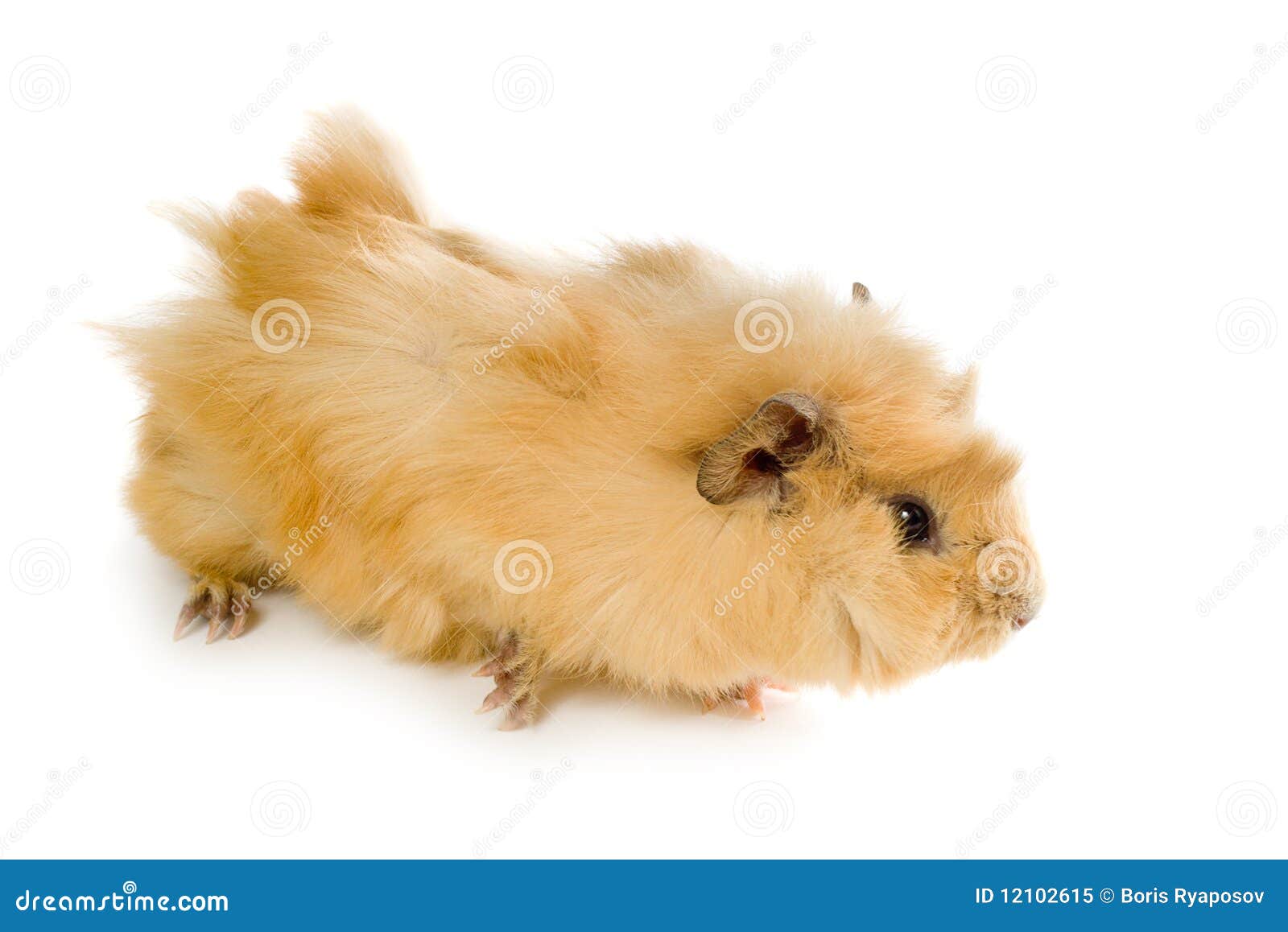 Brown guinea pig stock image. Image of pets, hair, studio - 12102615