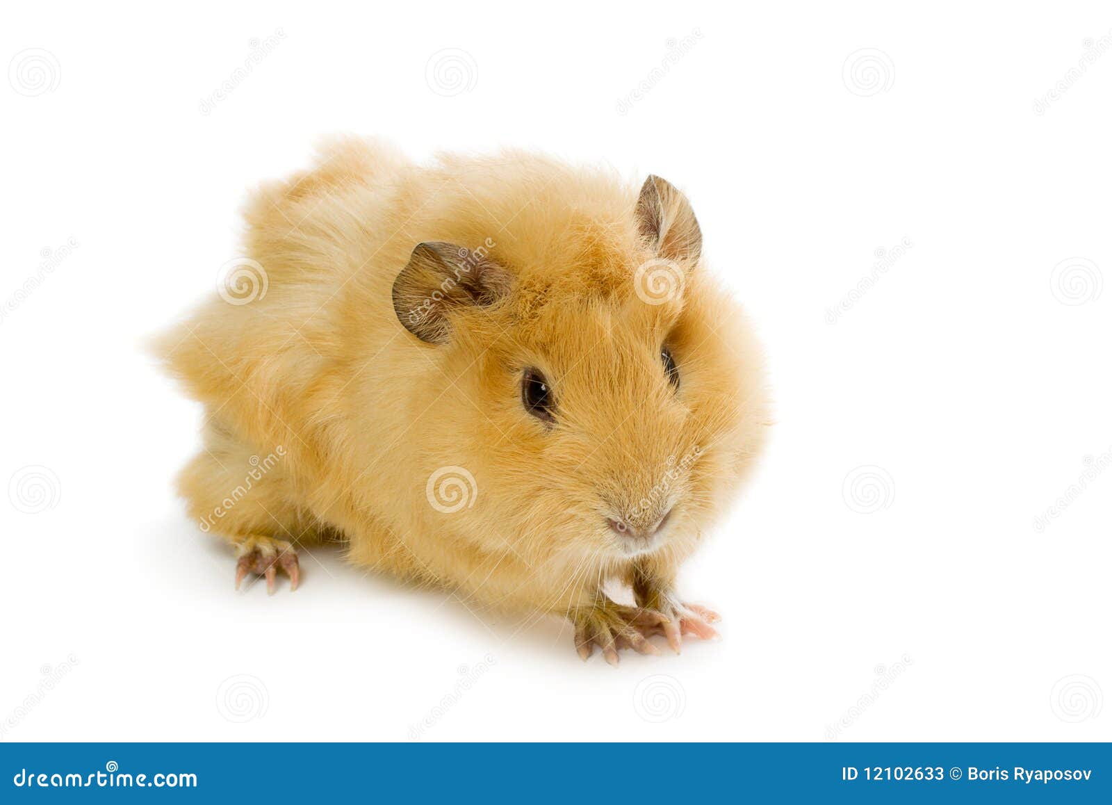 Brown guinea pig stock image. Image of domestic, animal - 12102633