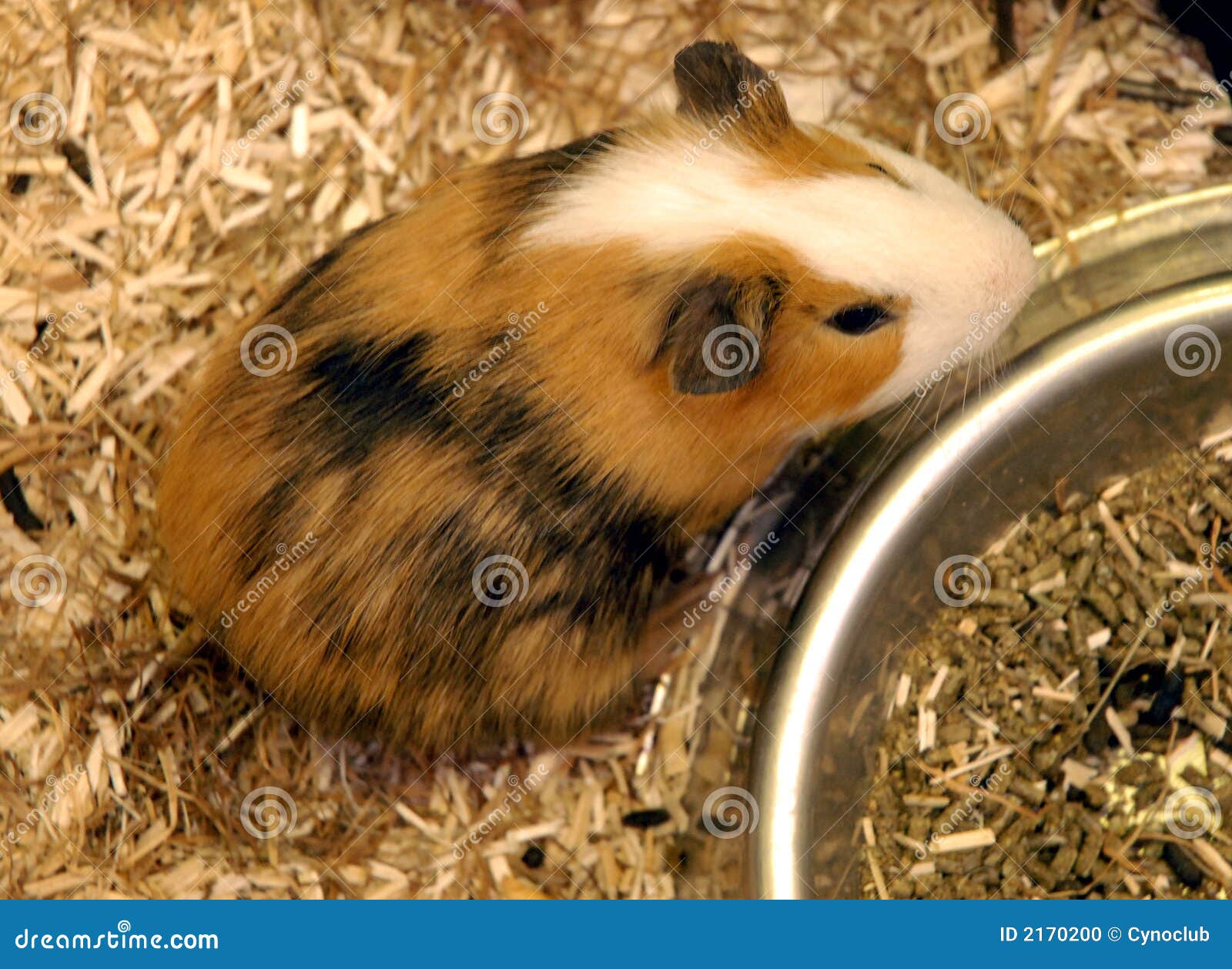 Brown guinea pig stock photo. Image of animal, cony, ears - 2170200