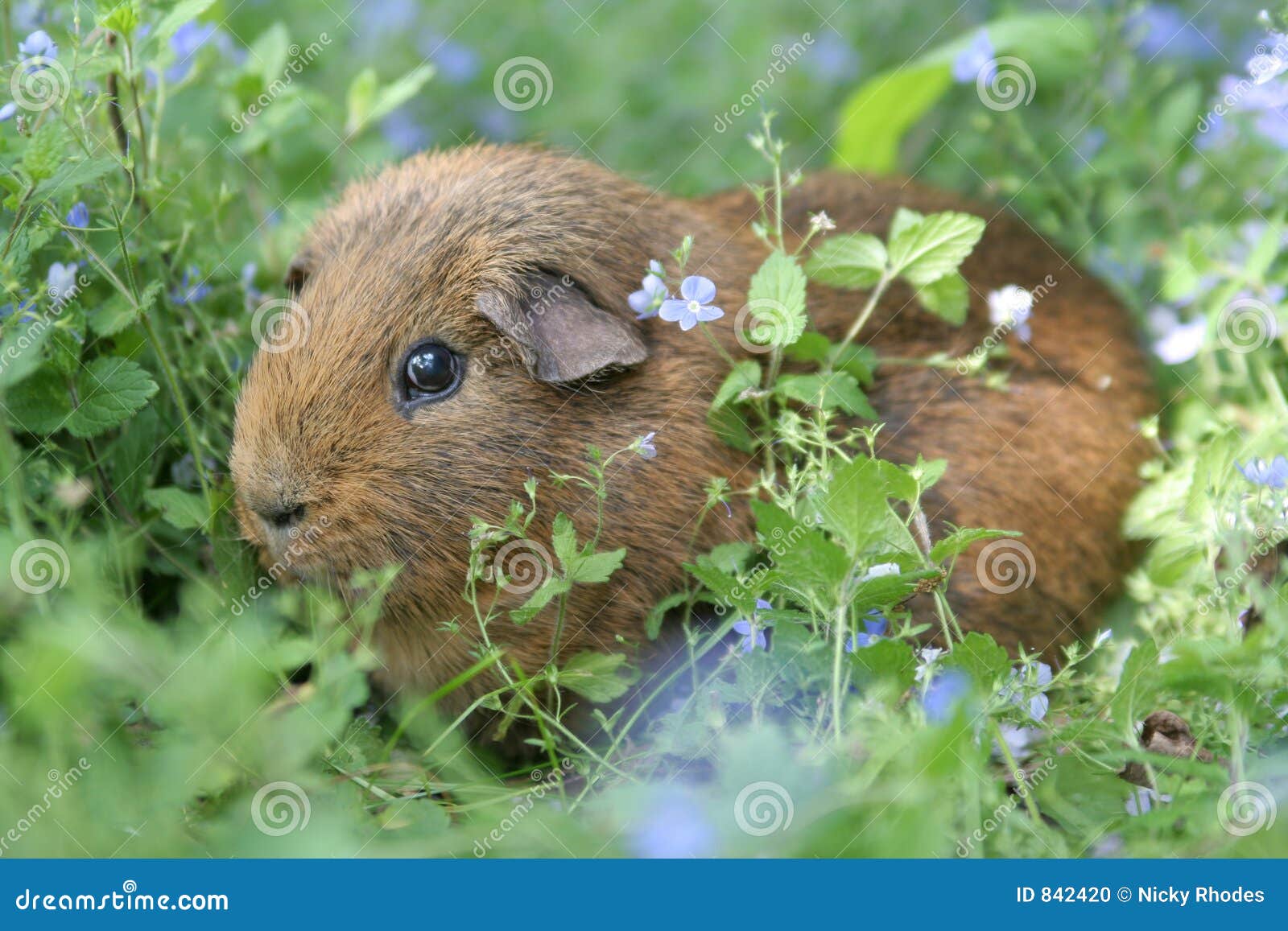 Brown Guinea Pig stock photo. Image of cavy, meadow, domestic - 842420